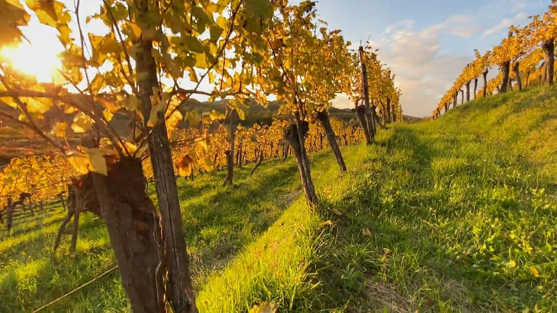 A Vast Vineyard during Daytime · Free Stock Video