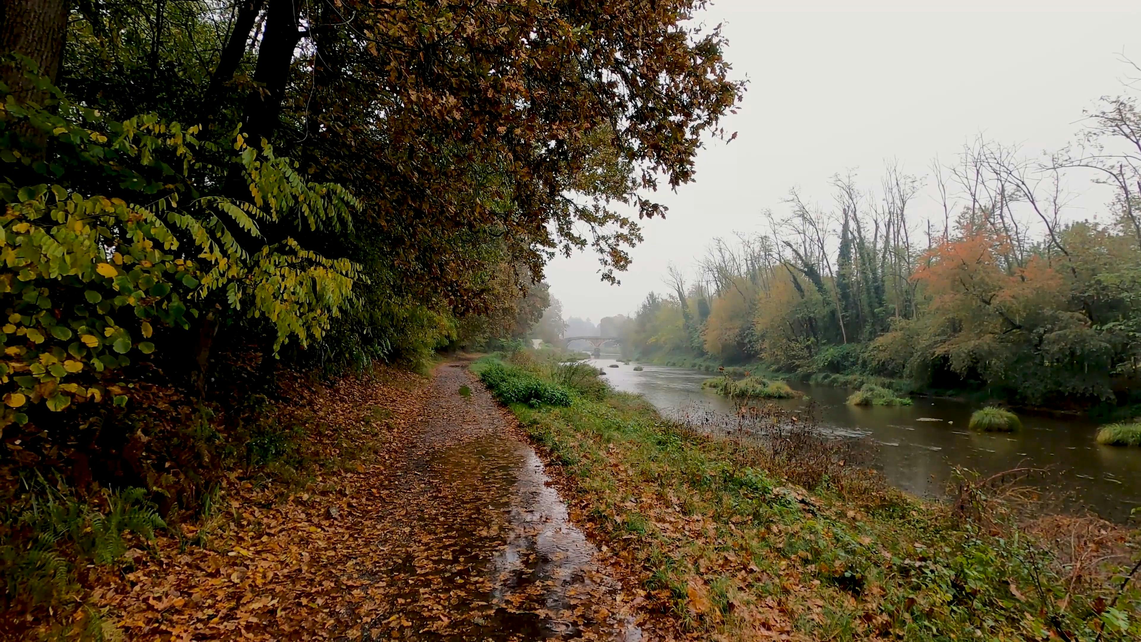 Forest River Bank on Rainy Day Free Stock Video Footage, Royalty-Free ...