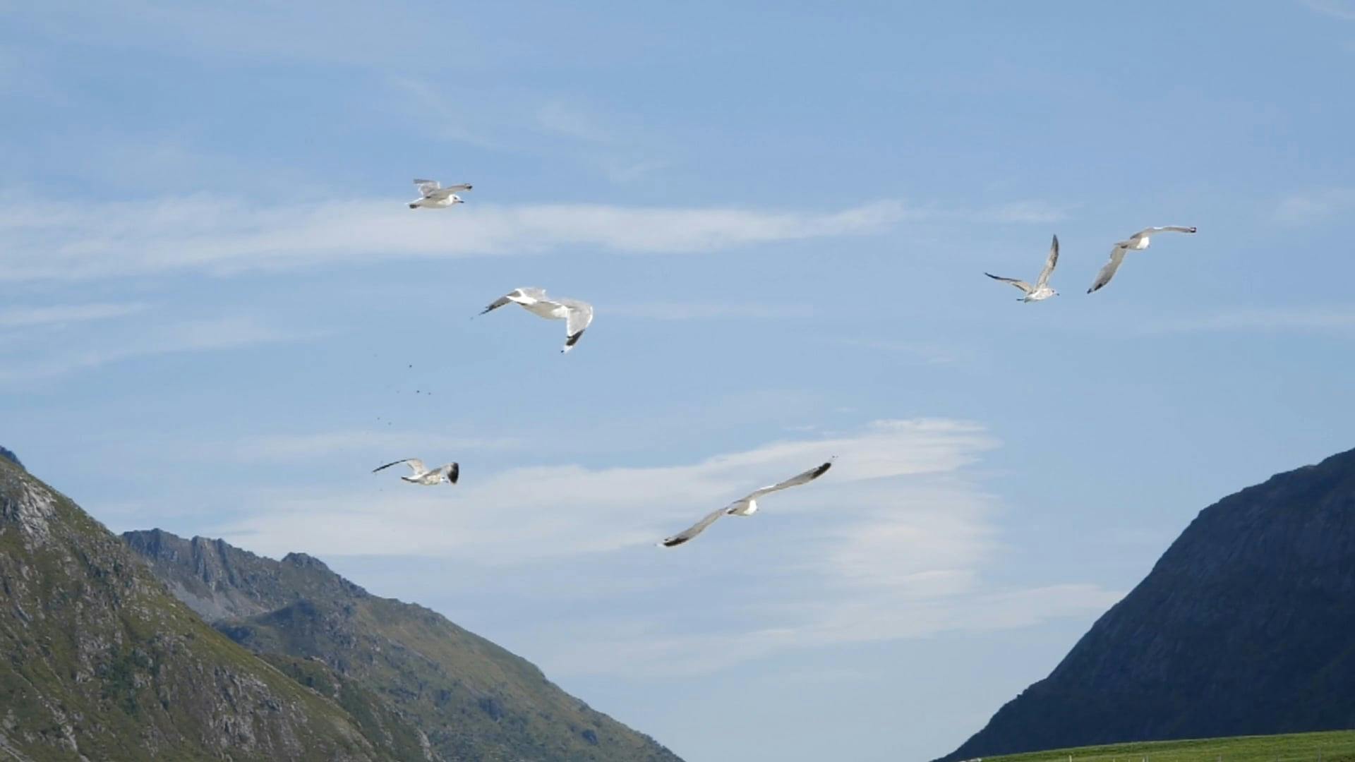 Laridae Family Videos, Download The BEST Free 4k Stock Video Footage & Laridae Family HD Video Clips