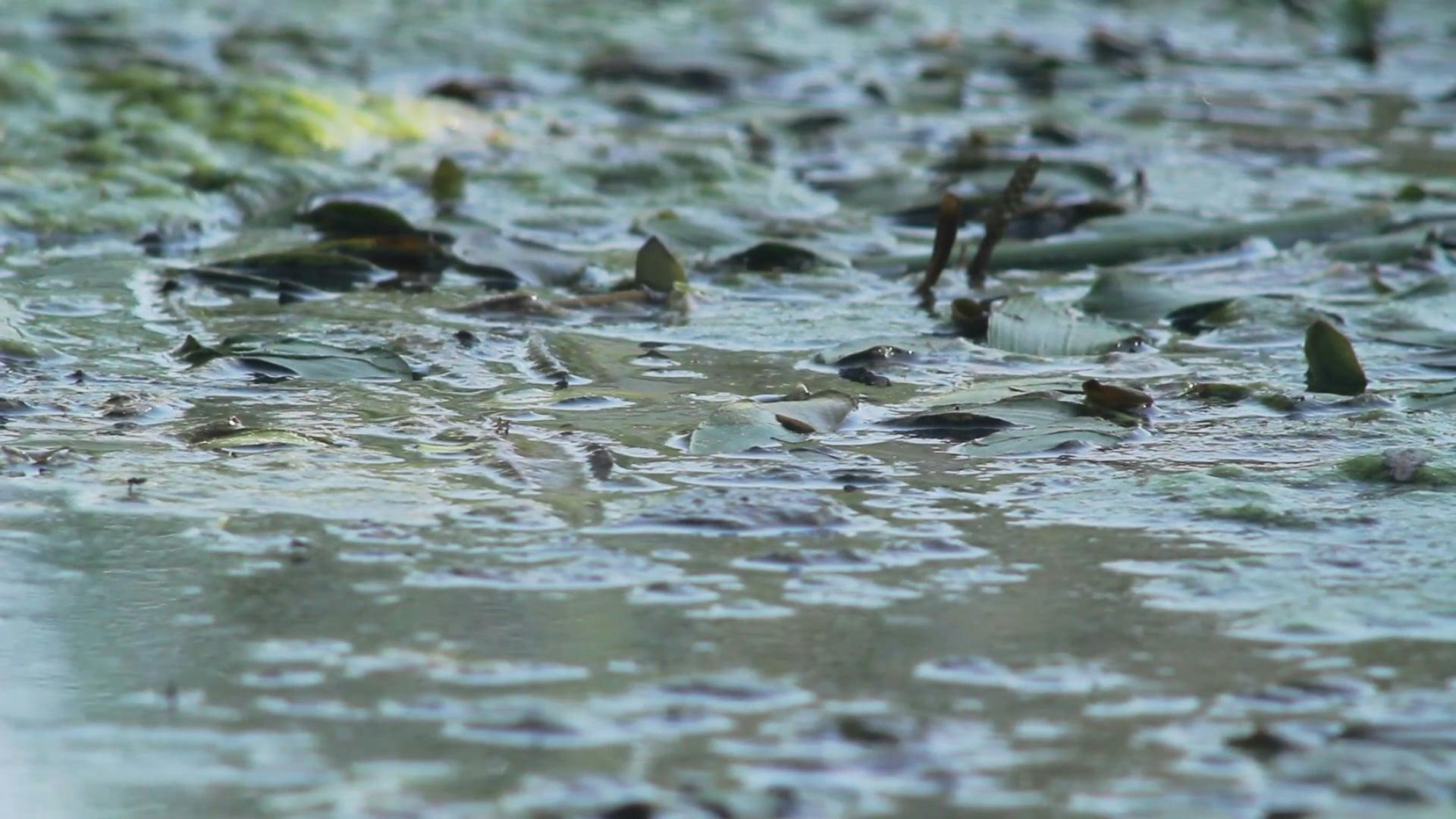 Close up View of Swamp Water · Free Stock Video