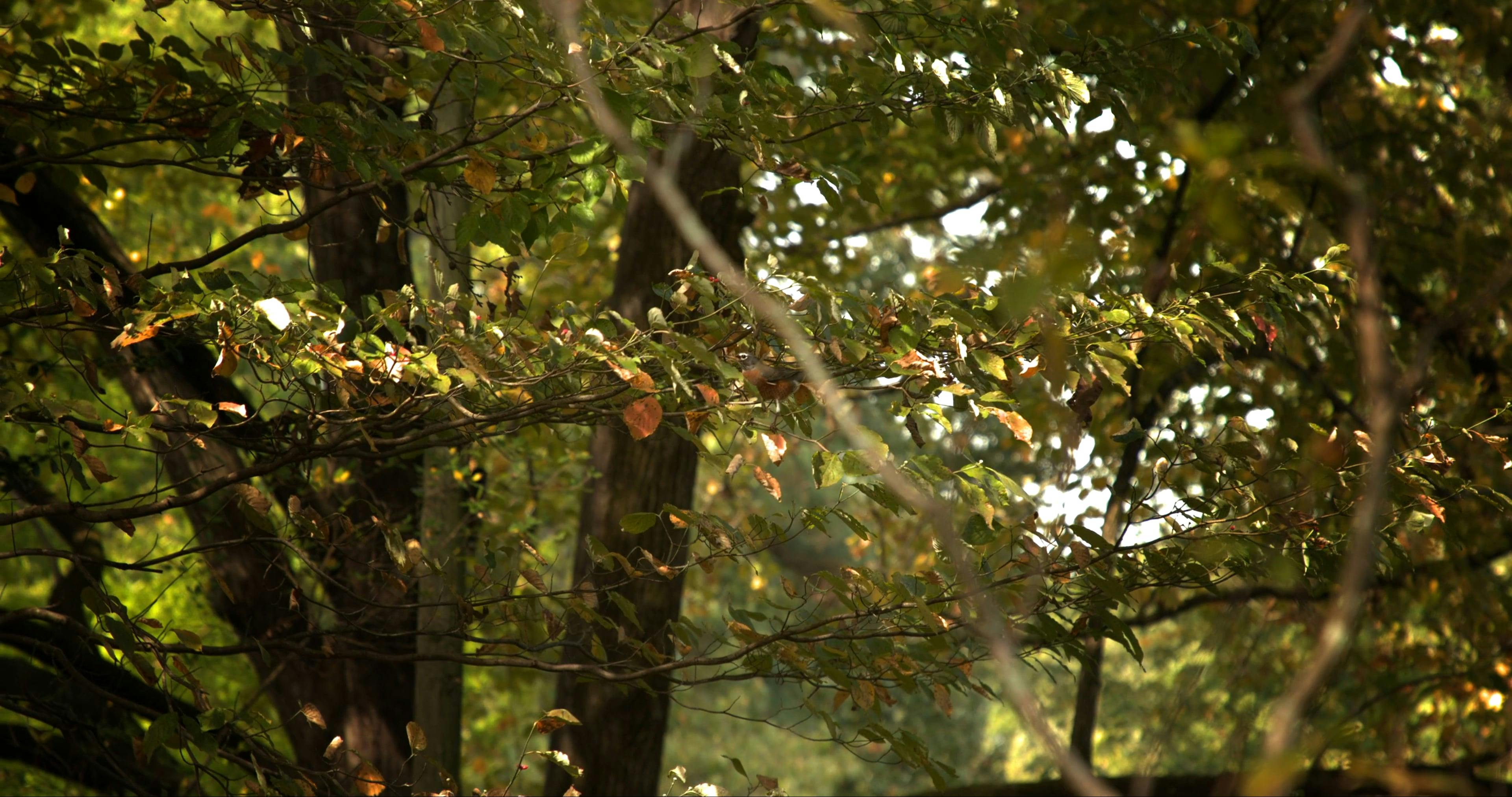 Beautiful Forest With Birds Videos, Download The BEST Free 4k Stock ...