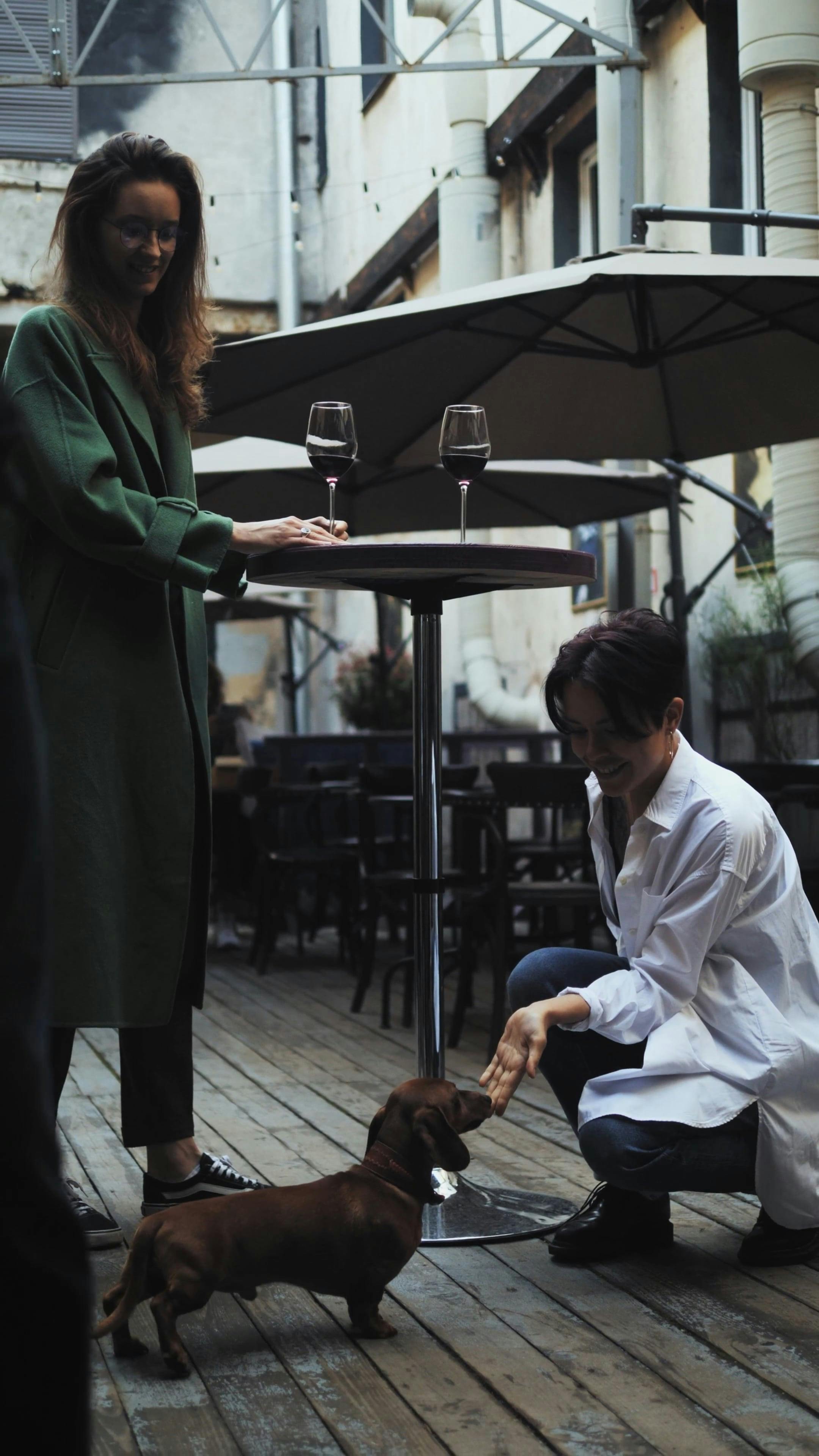 Animal Meeting Videos, Download The BEST Free 4k Stock Video Footage ...