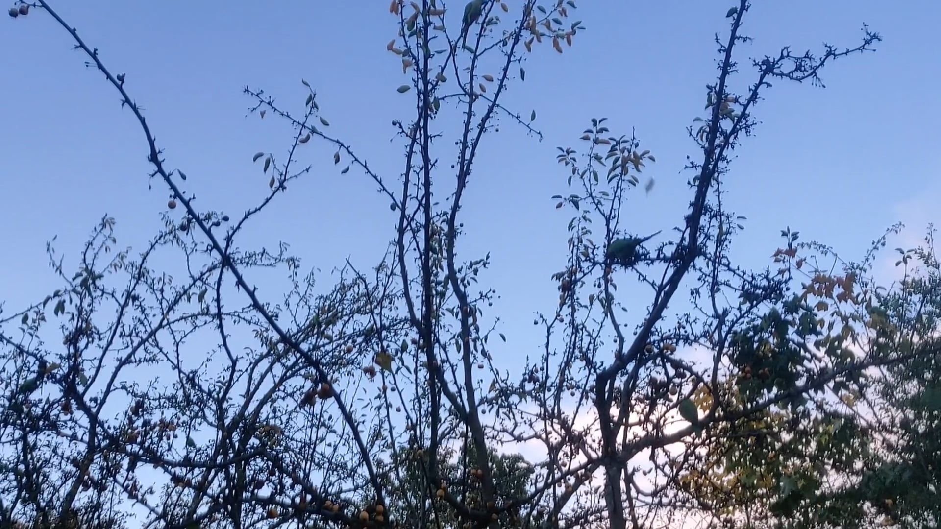 Birds Flying over the Tree Free Stock Video Footage, Royalty-Free 4K ...