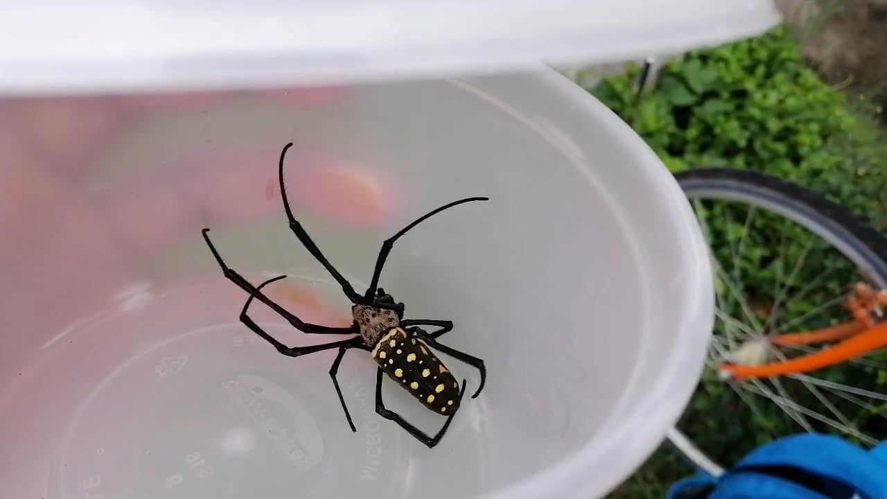Video of a Spider in a Container Free Stock Video Footage, Royalty-Free ...