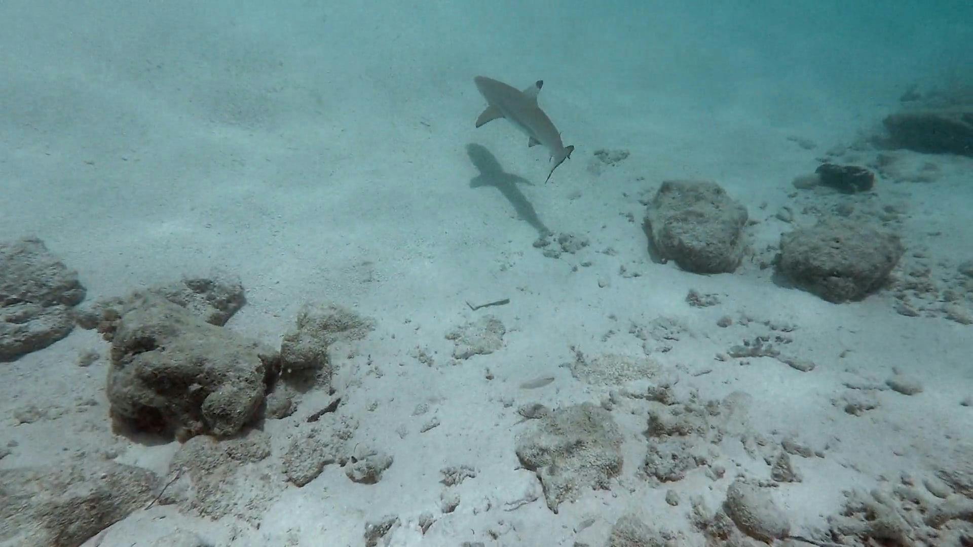 A Shark Lurking Underwater Free Stock Video Footage, Royalty-Free 4K ...