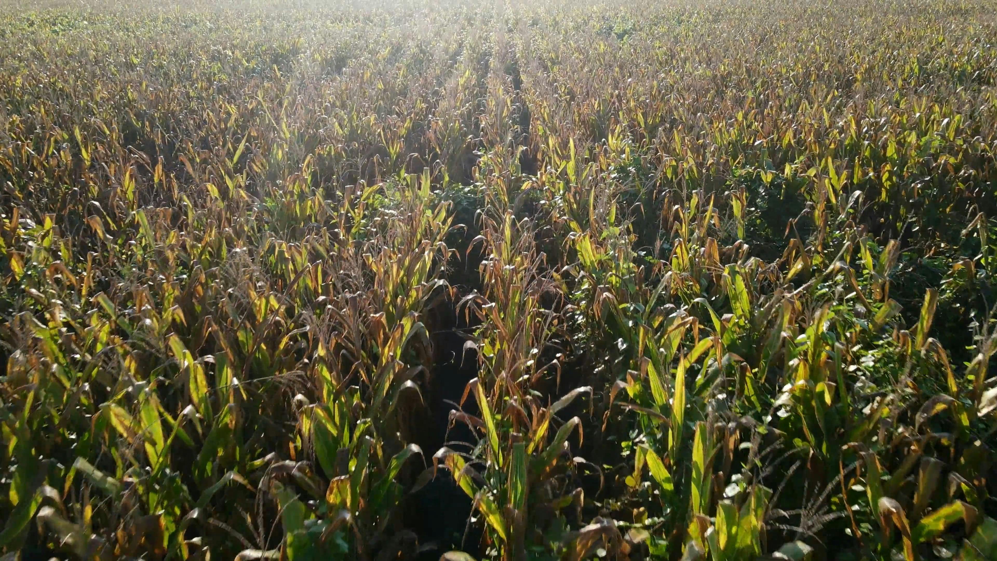 Corn Farm Videos, Download The BEST Free 4k Stock Video Footage & Corn ...
