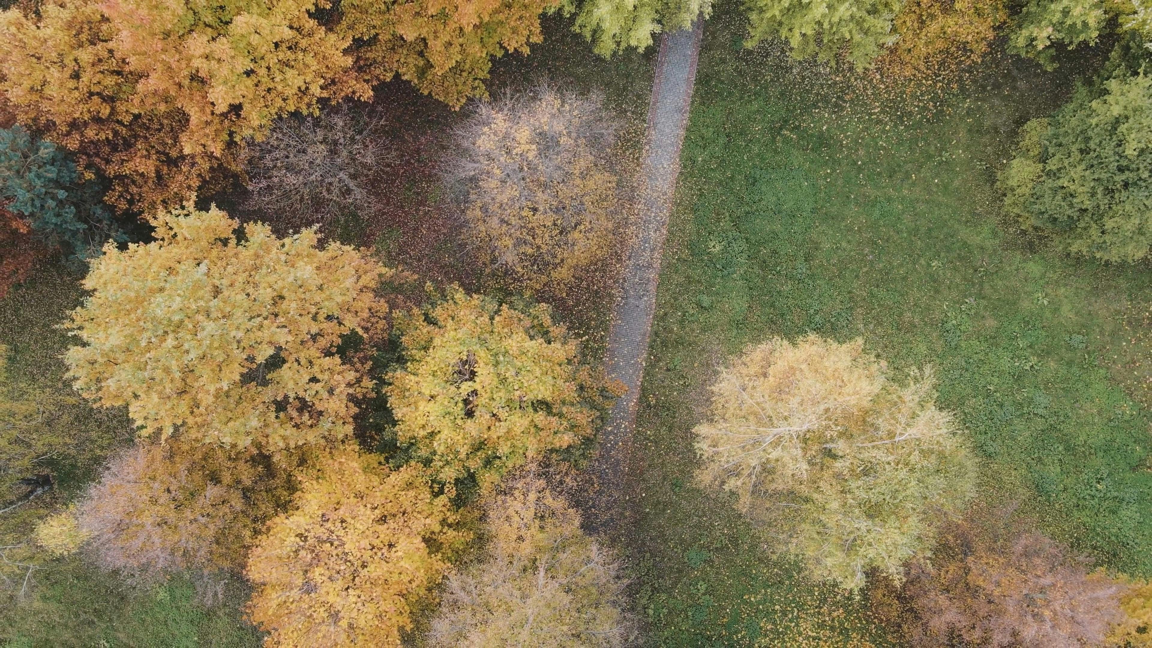 Aerial Drone View of Forest Trees Free Stock Video Footage, Royalty ...
