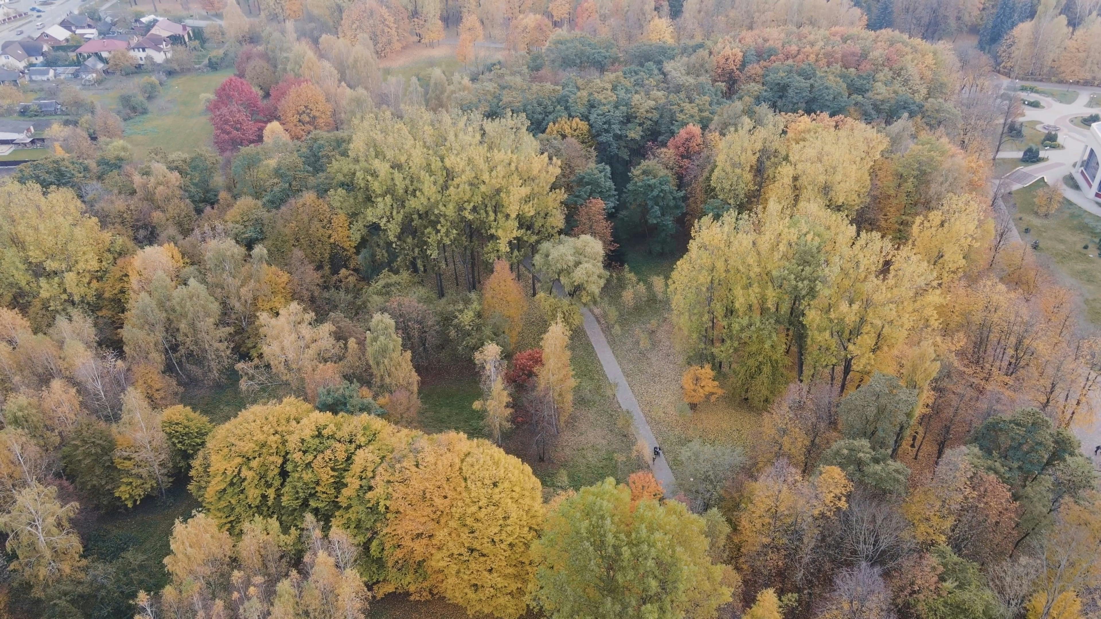 Aerial Drone View of Forest Trees Free Stock Video Footage, Royalty ...
