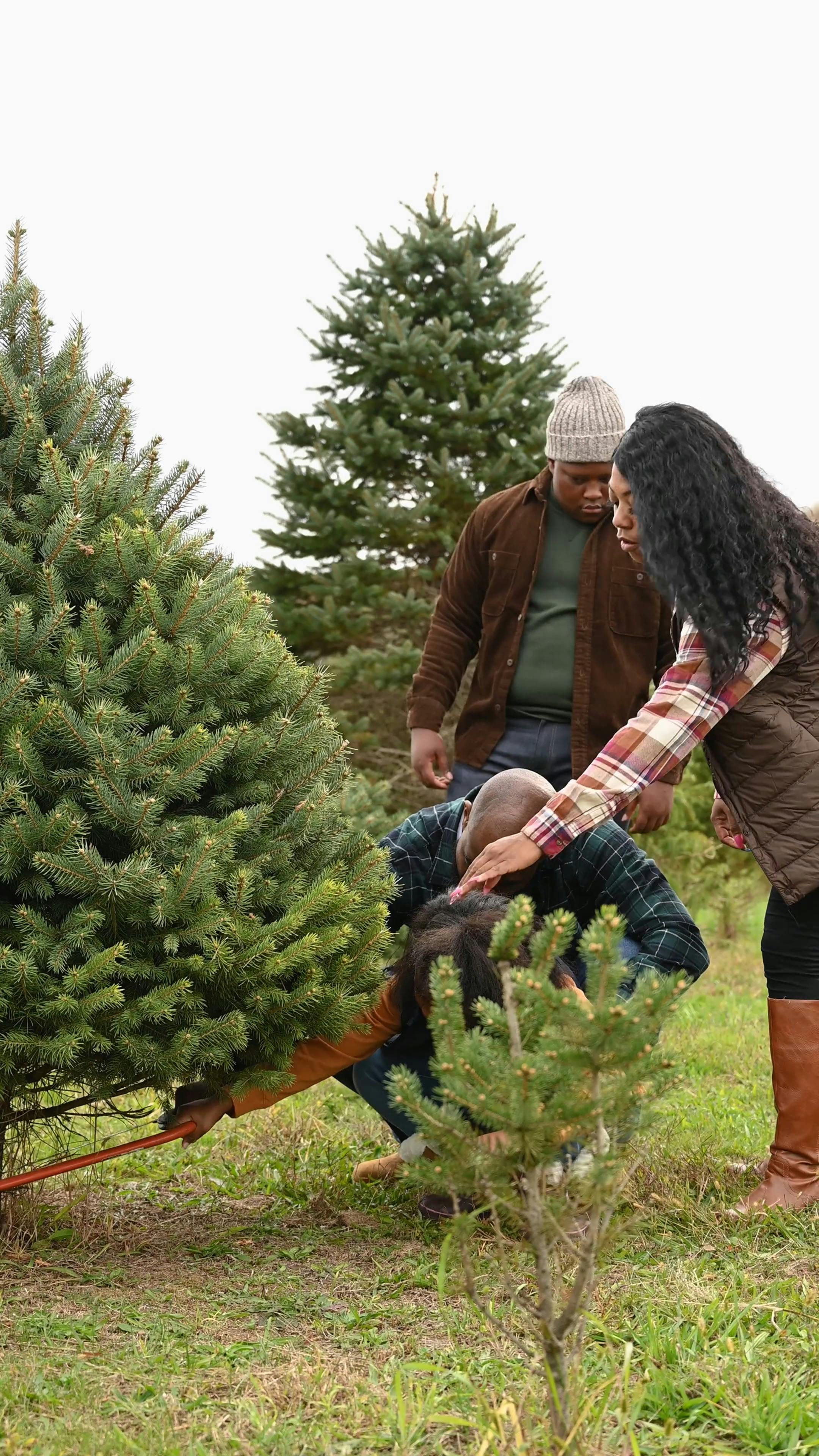 Cutting Tree Videos, Download The BEST Free 4k Stock Video Footage ...