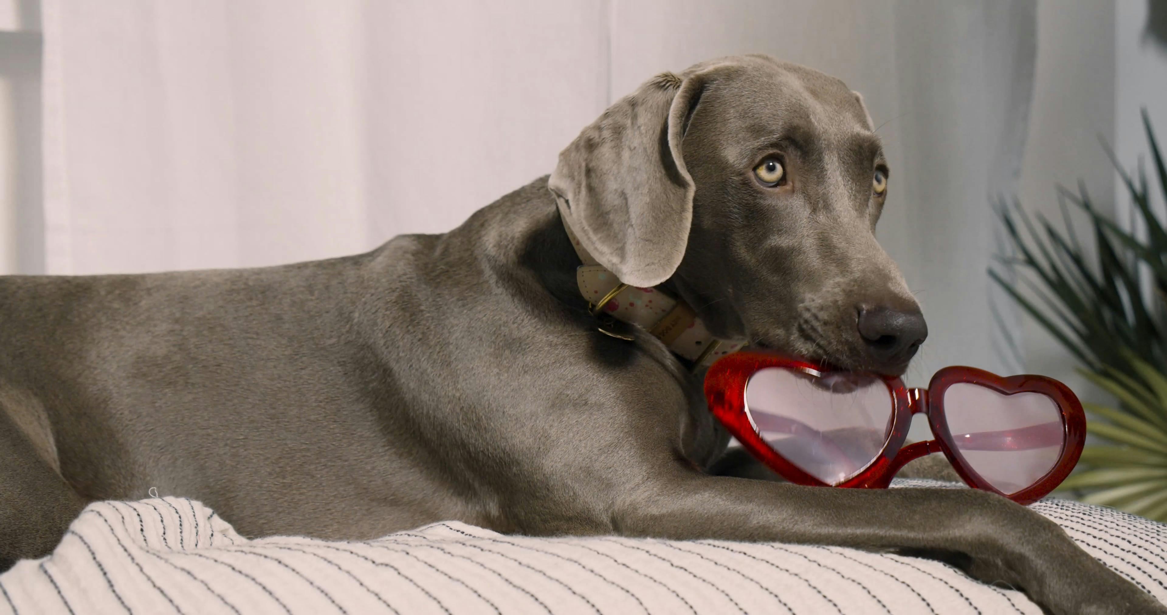 Dog Focus Videos, Download The BEST Free 4k Stock Video Footage & Dog ...