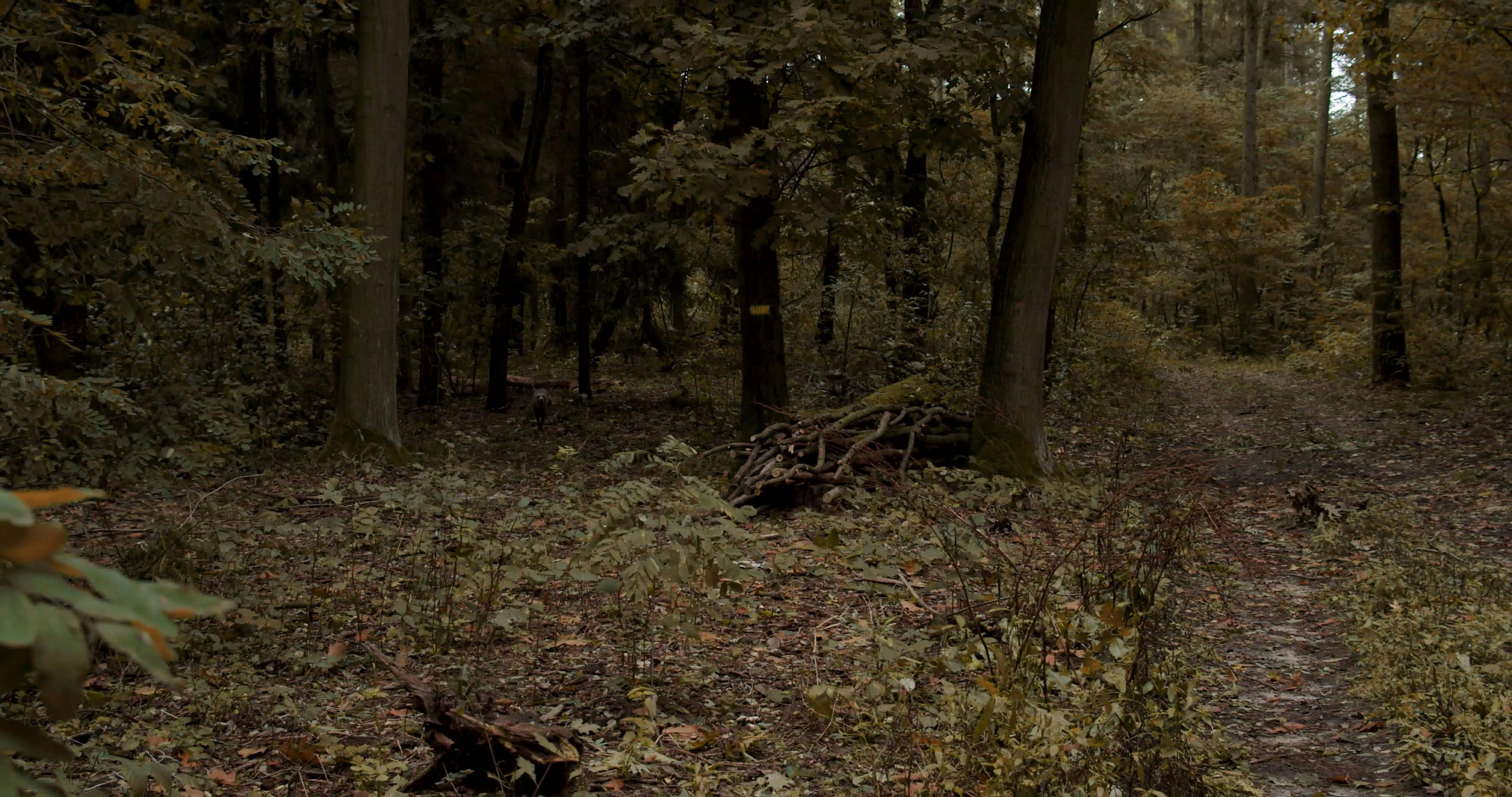 Peaceful Autumn Forest Pathway in Daylight Free Stock Video Footage ...