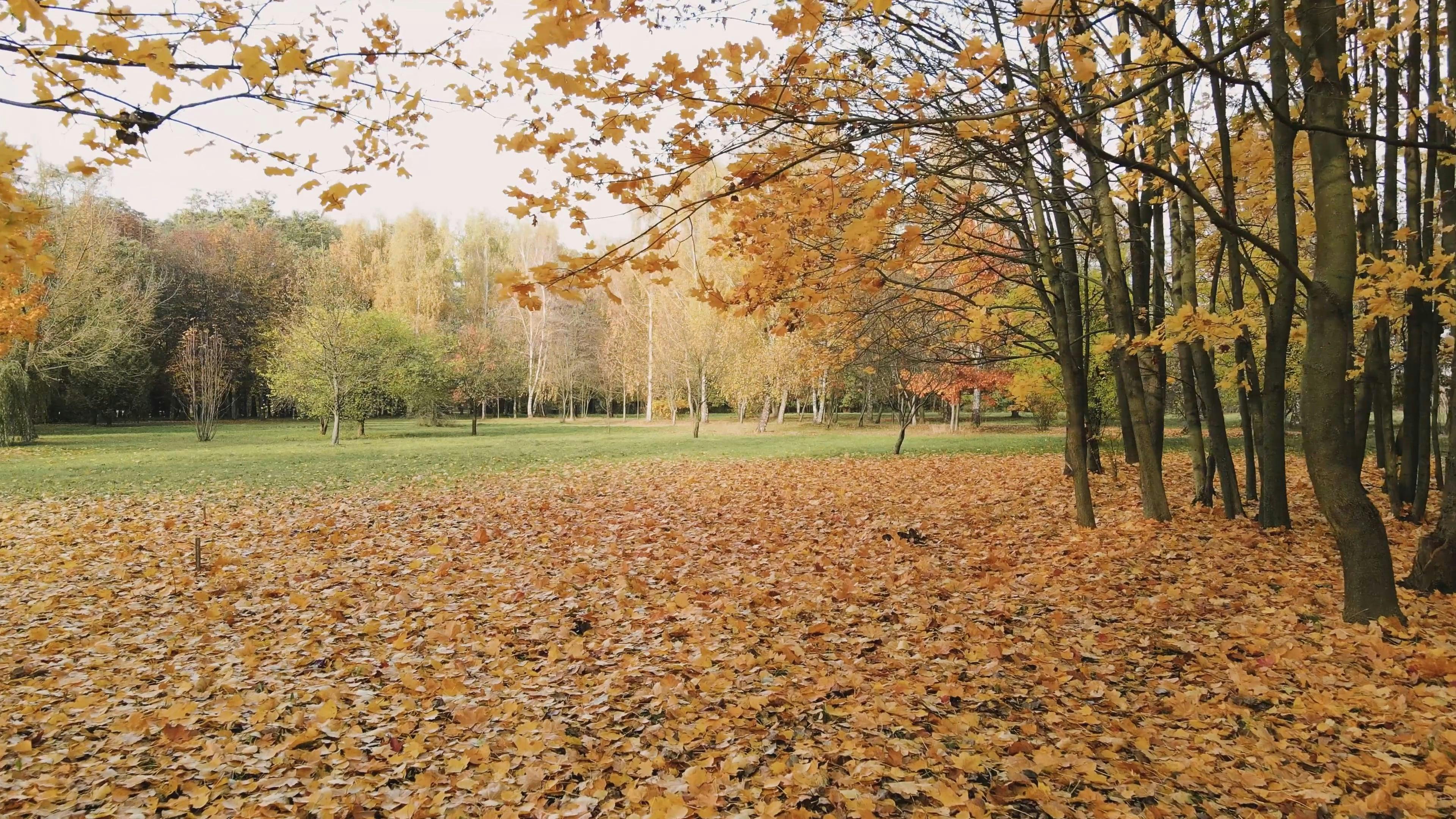 Bright Autumn Colors Free Stock Video Footage, Royalty-Free 4K & HD ...