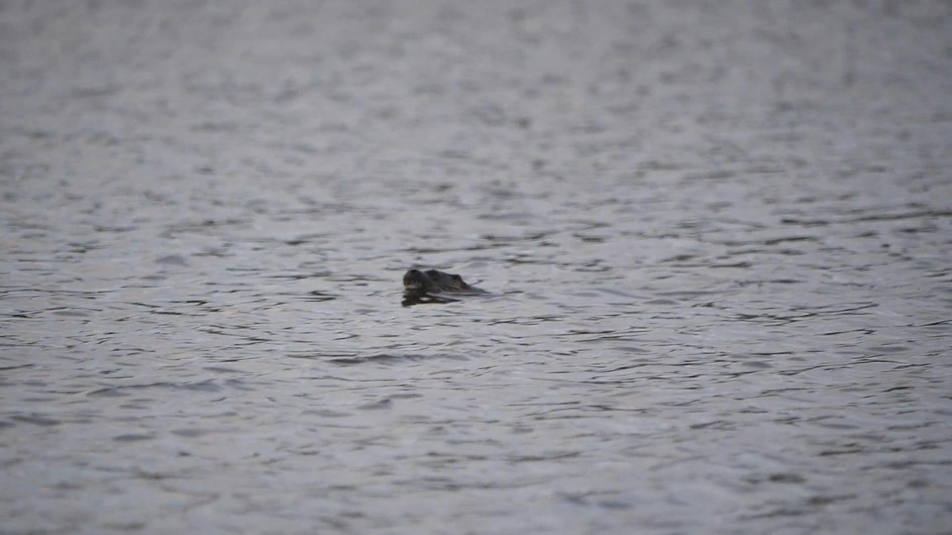 Animated Flip Flops Videos, Download The BEST Free 4k Stock Video ...