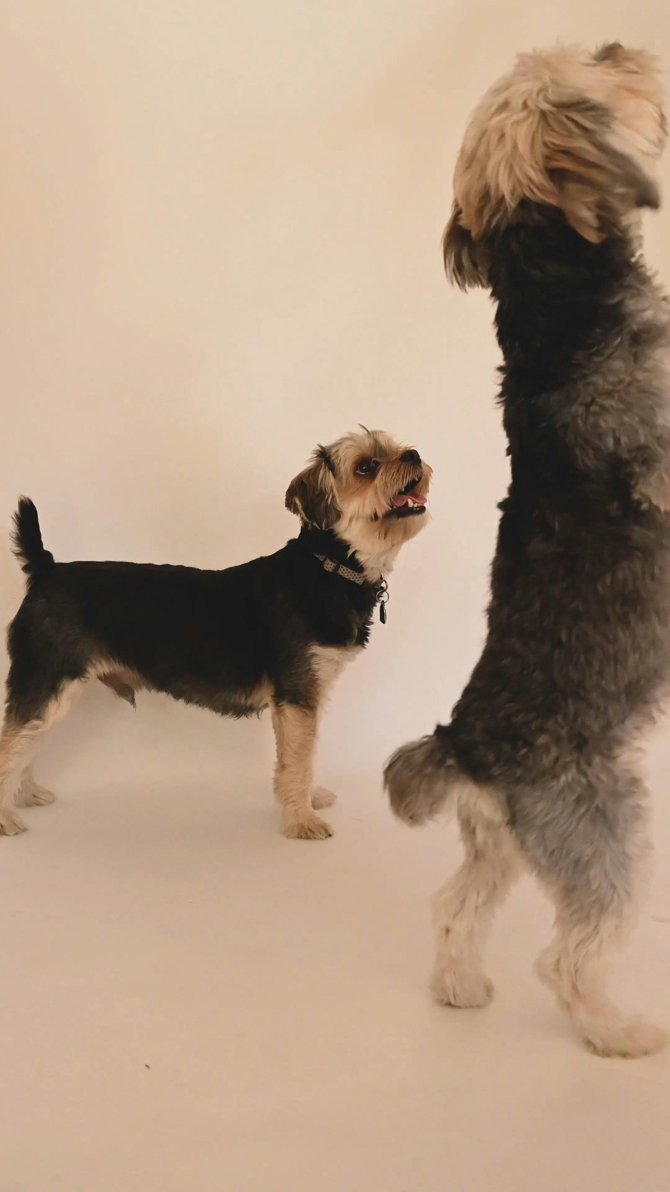 Two Dogs Playing Around Free Stock Video Footage, Royalty-Free 4K & HD ...