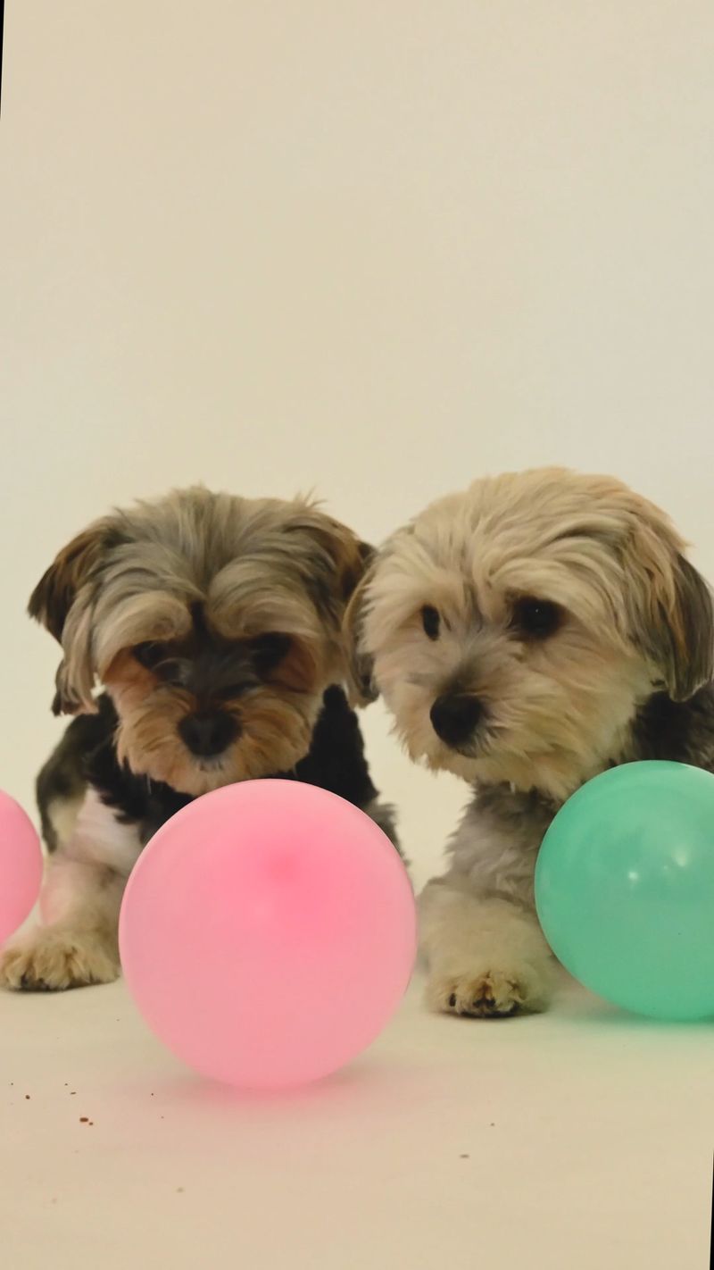 Happy Dogs Videos, Download The BEST Free 4k Stock Video Footage ...