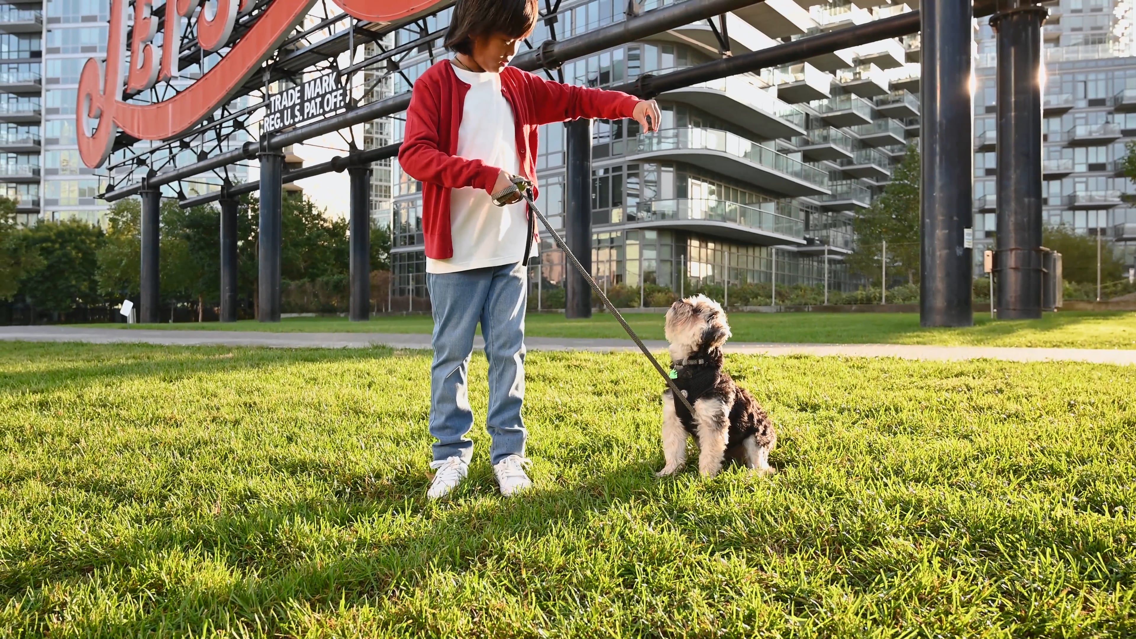 A Boy Teaching His Dog Tricks · Free Stock Video