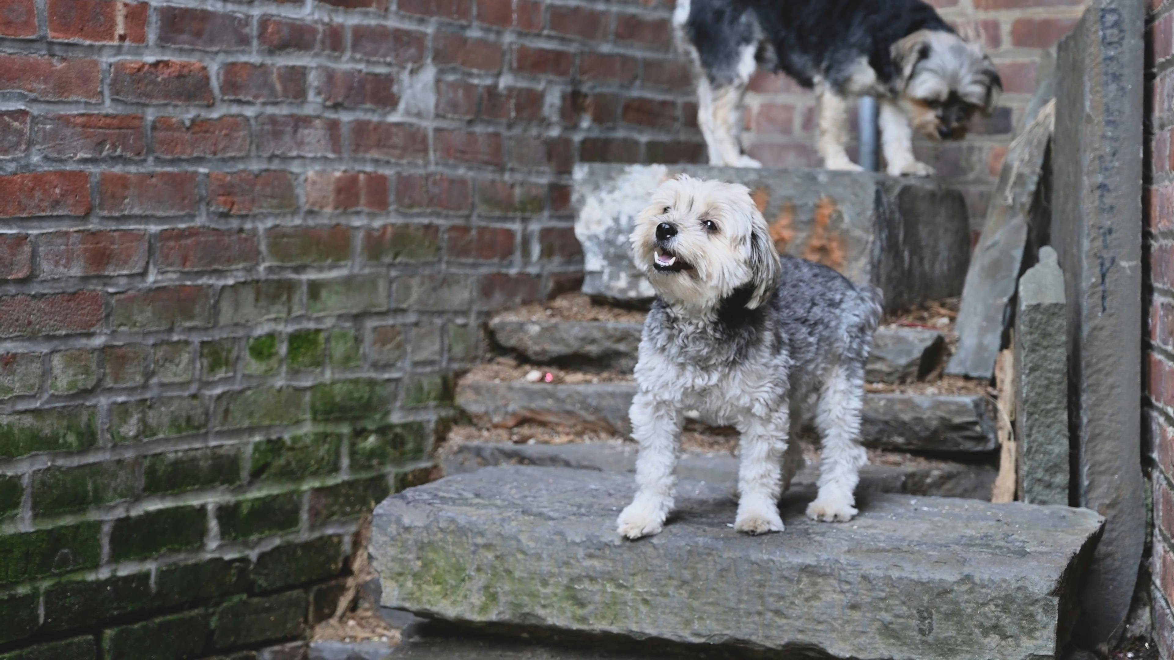 Two Dogs are Standing on the Rock Free Stock Video Footage, Royalty ...