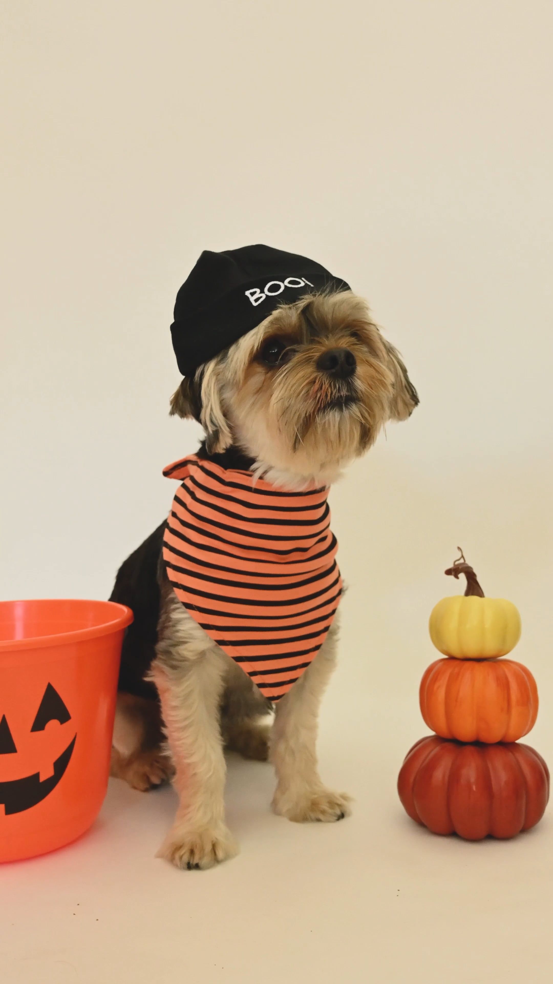 Pet Halloween Videos, Download The BEST Free 4k Stock Video Footage ...