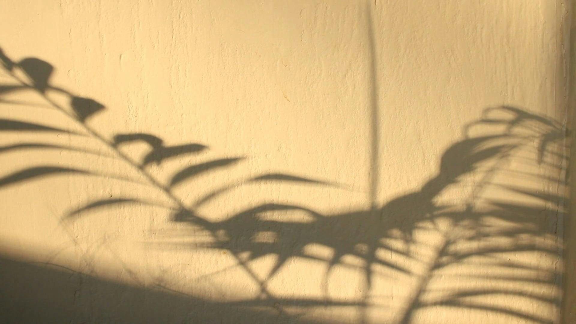 Dancing Shadows Videos, Download The BEST Free 4k Stock Video Footage ...