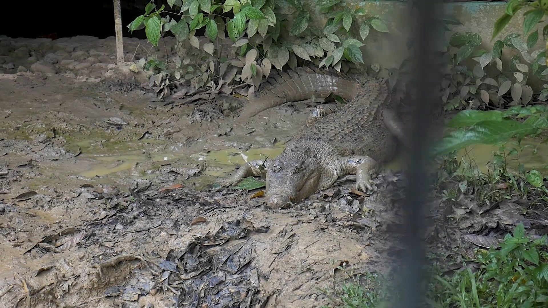 Panning Shot of a Crocodile in the Mud · Free Stock Video