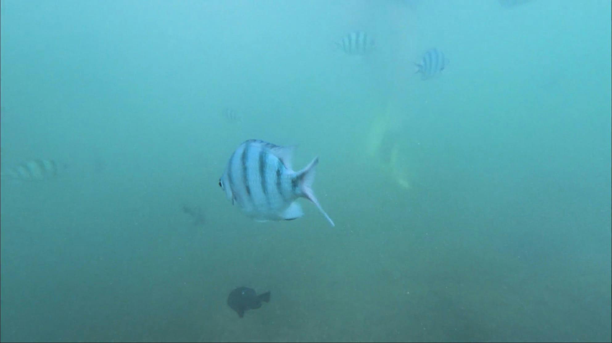 Under Water Fish Videos, Download The BEST Free 4k Stock Video Footage ...