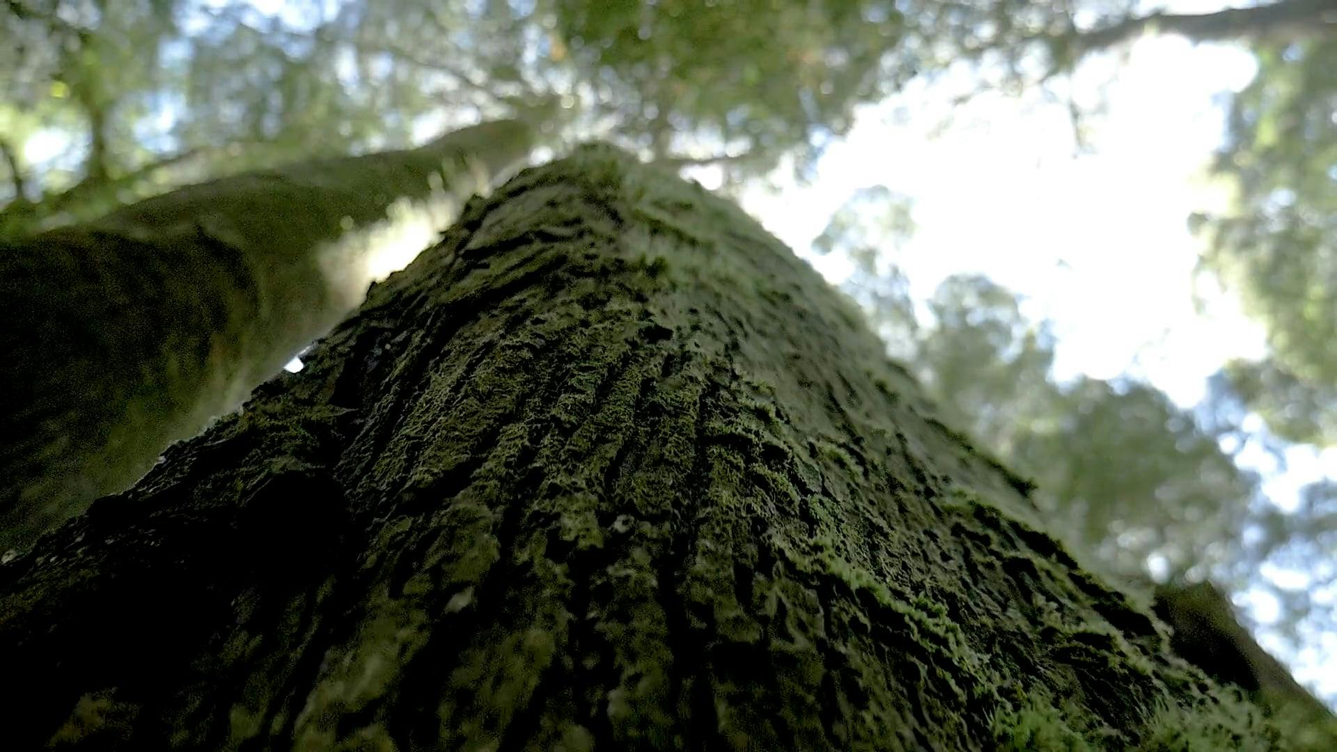 Brown Gfx Background Videos, Download The BEST Free 4k Stock Video ...