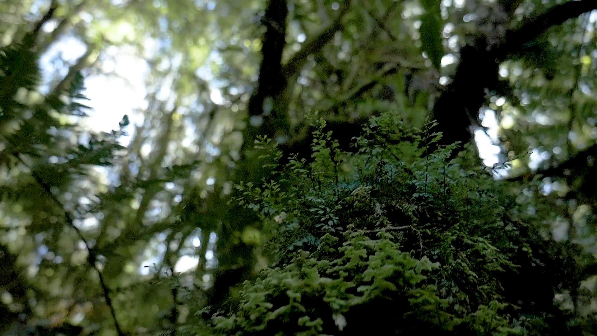 Inner Rainforest · Free Stock Video