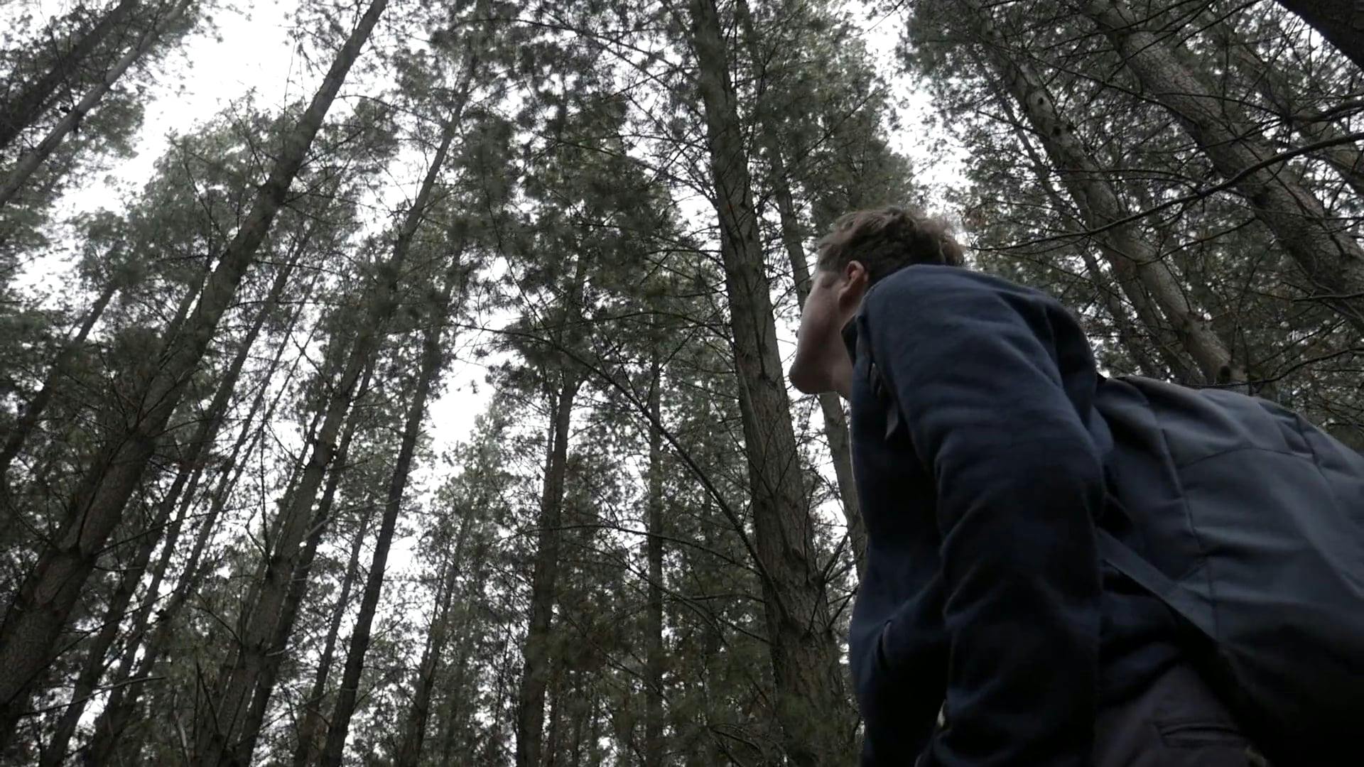 Man Looking up at Tree Tops · Free Stock Video
