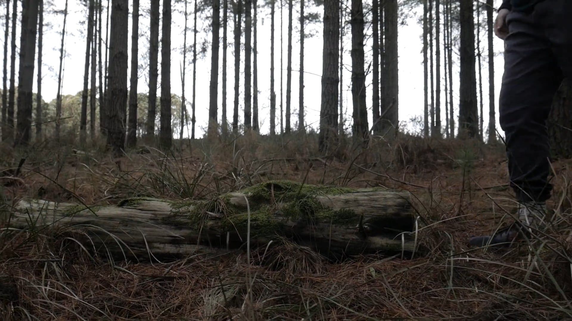Person Walking Alone in the Woods Free Stock Video Footage, Royalty ...