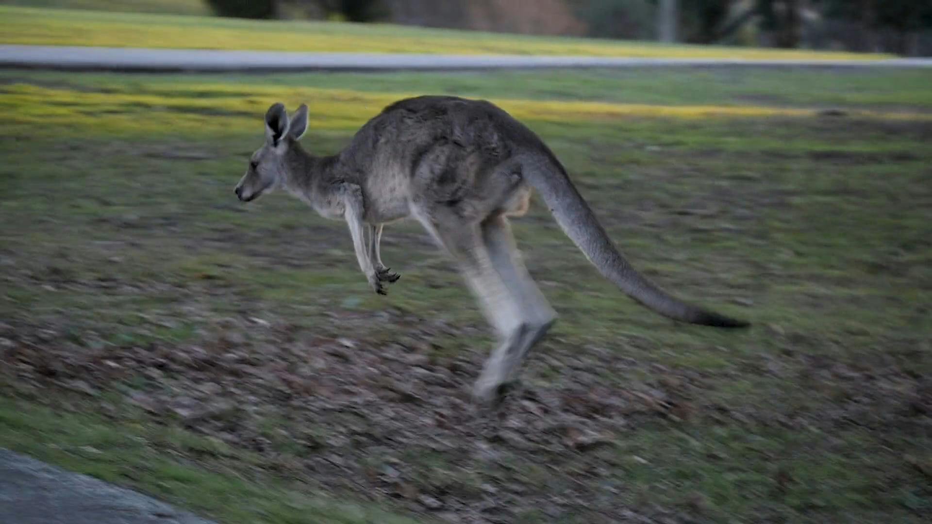 Kangaroo Videos, Download The BEST Free 4k Stock Video Footage ...