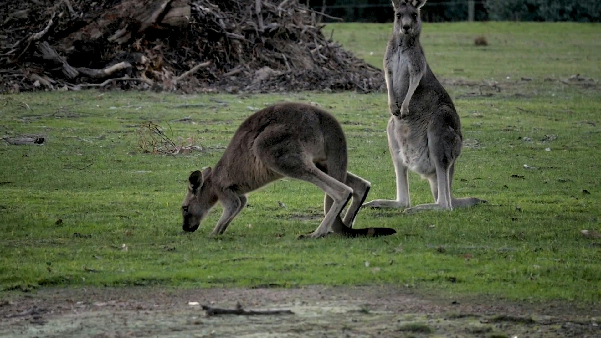 Australian Outback Spectacular Videos, Download The BEST Free 4k Stock ...