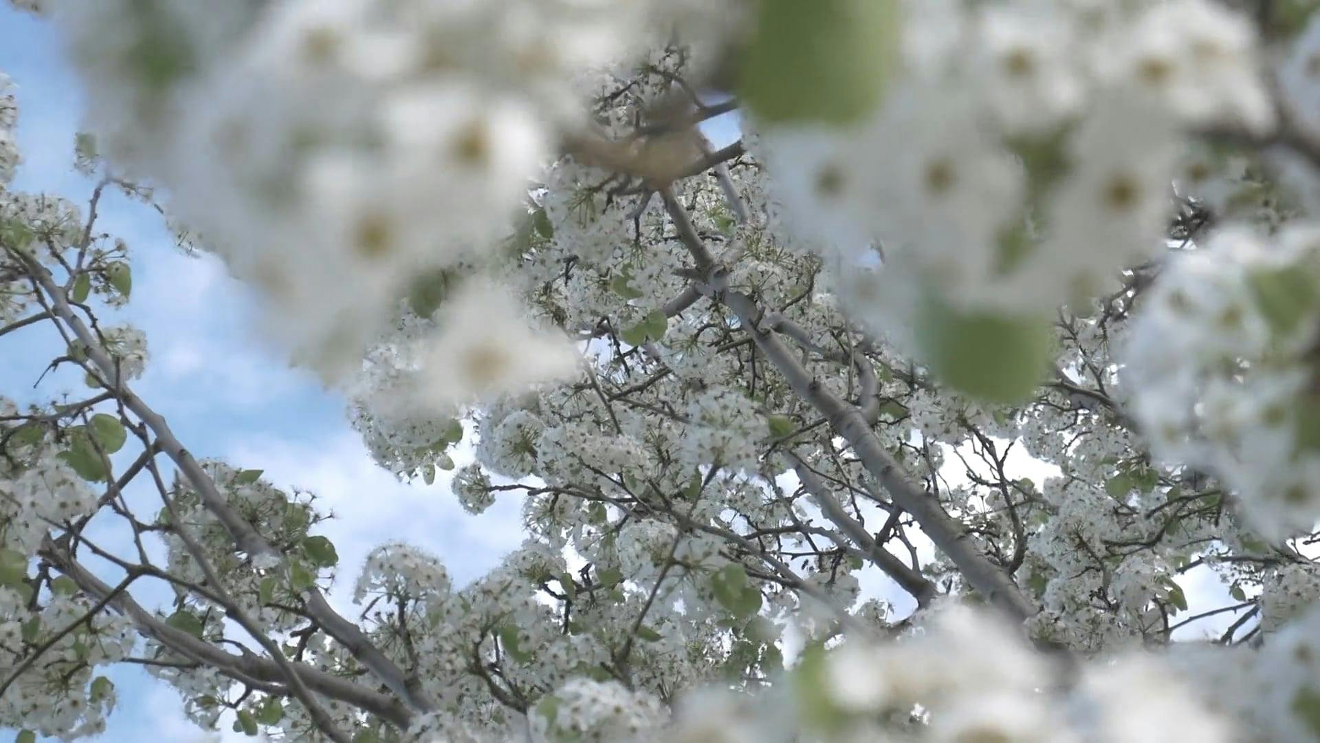 Youtub To Low Yields&Qs=N&Form=Qbre&Sp= 1&Ghc=1&Lq=0&Pq=Explain How The ...