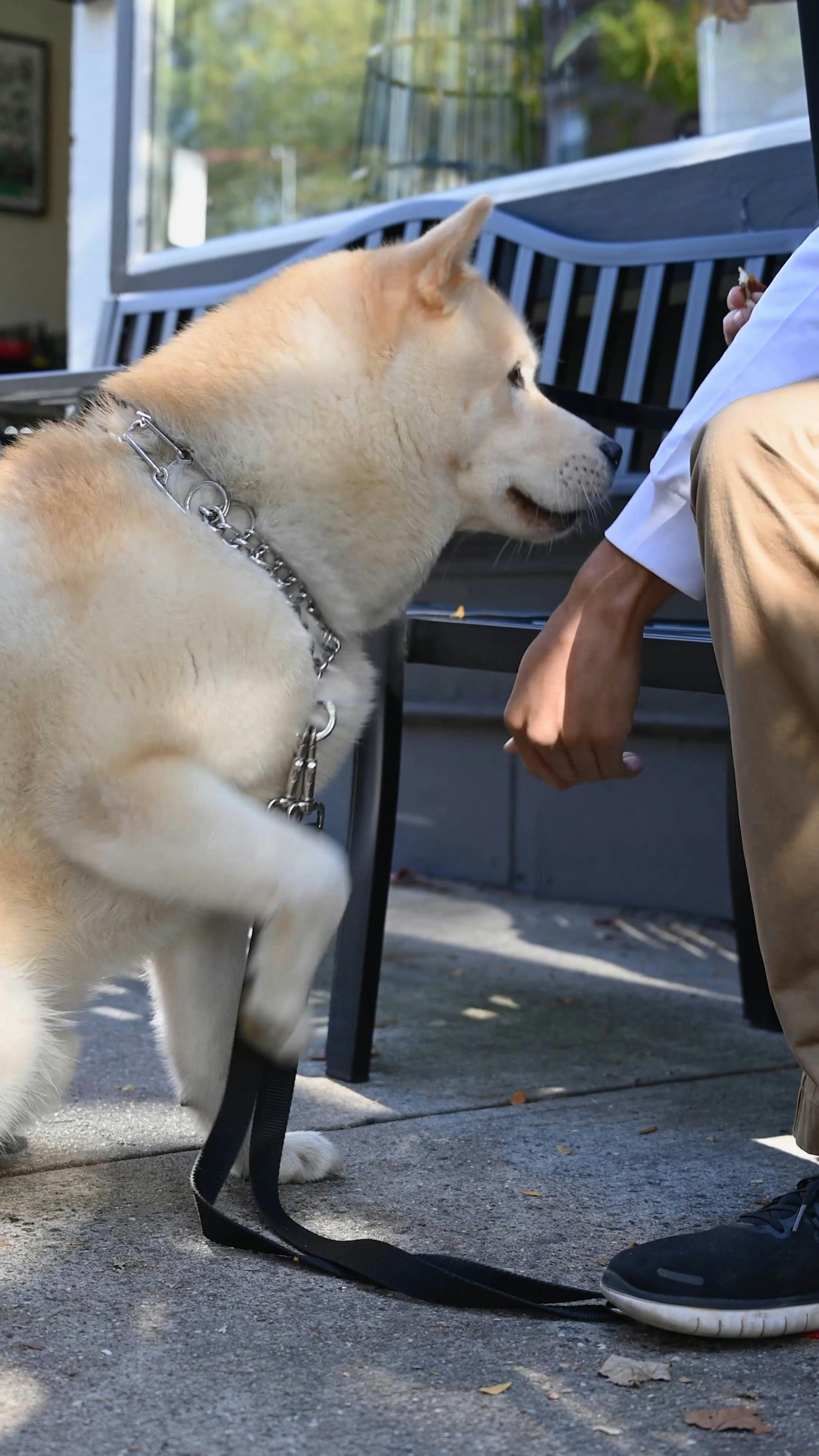 A Person Training His Cute Dog · Free Stock Video