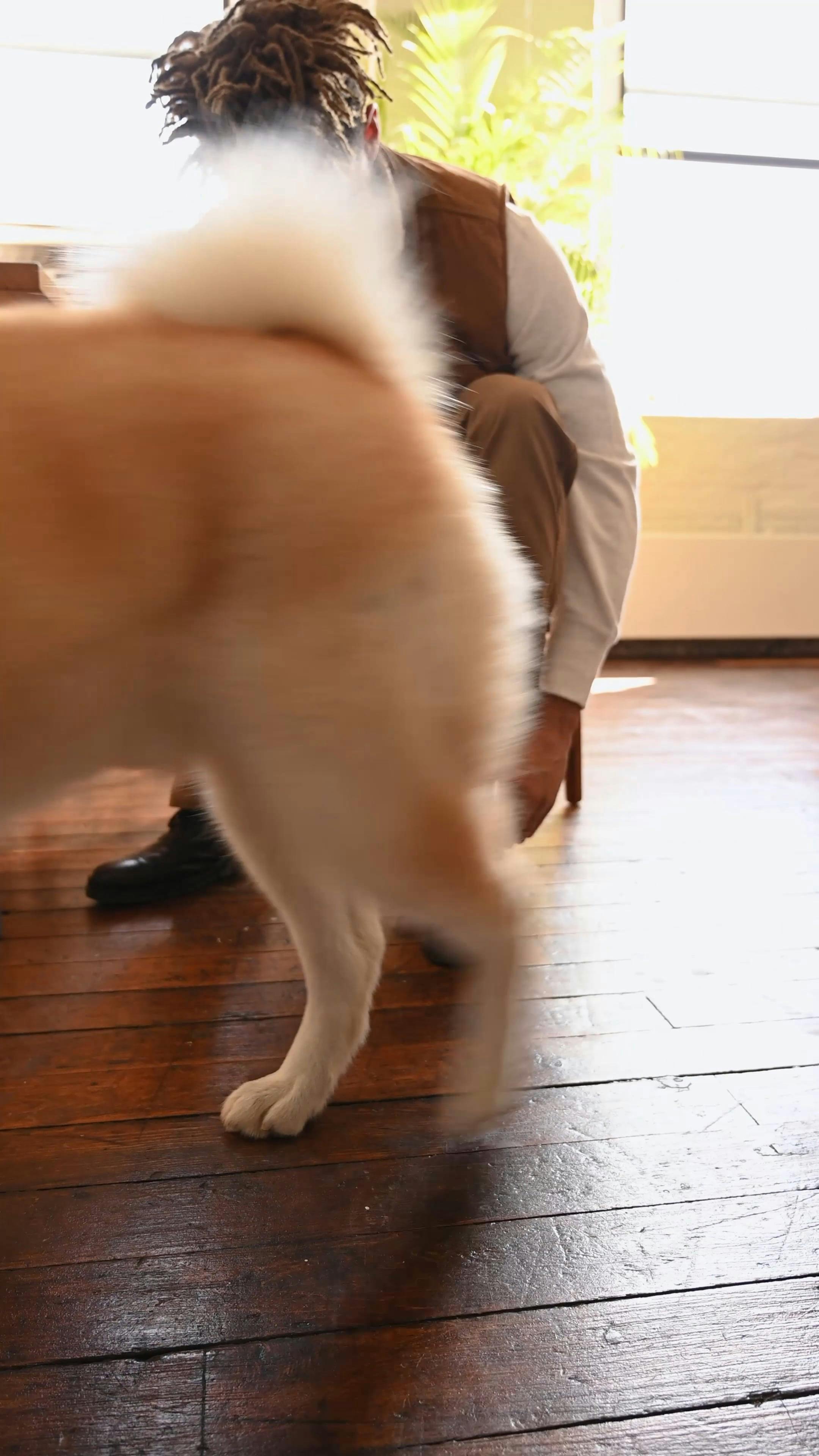 Removing Tick From Dog Videos, Download The BEST Free 4k Stock Video ...