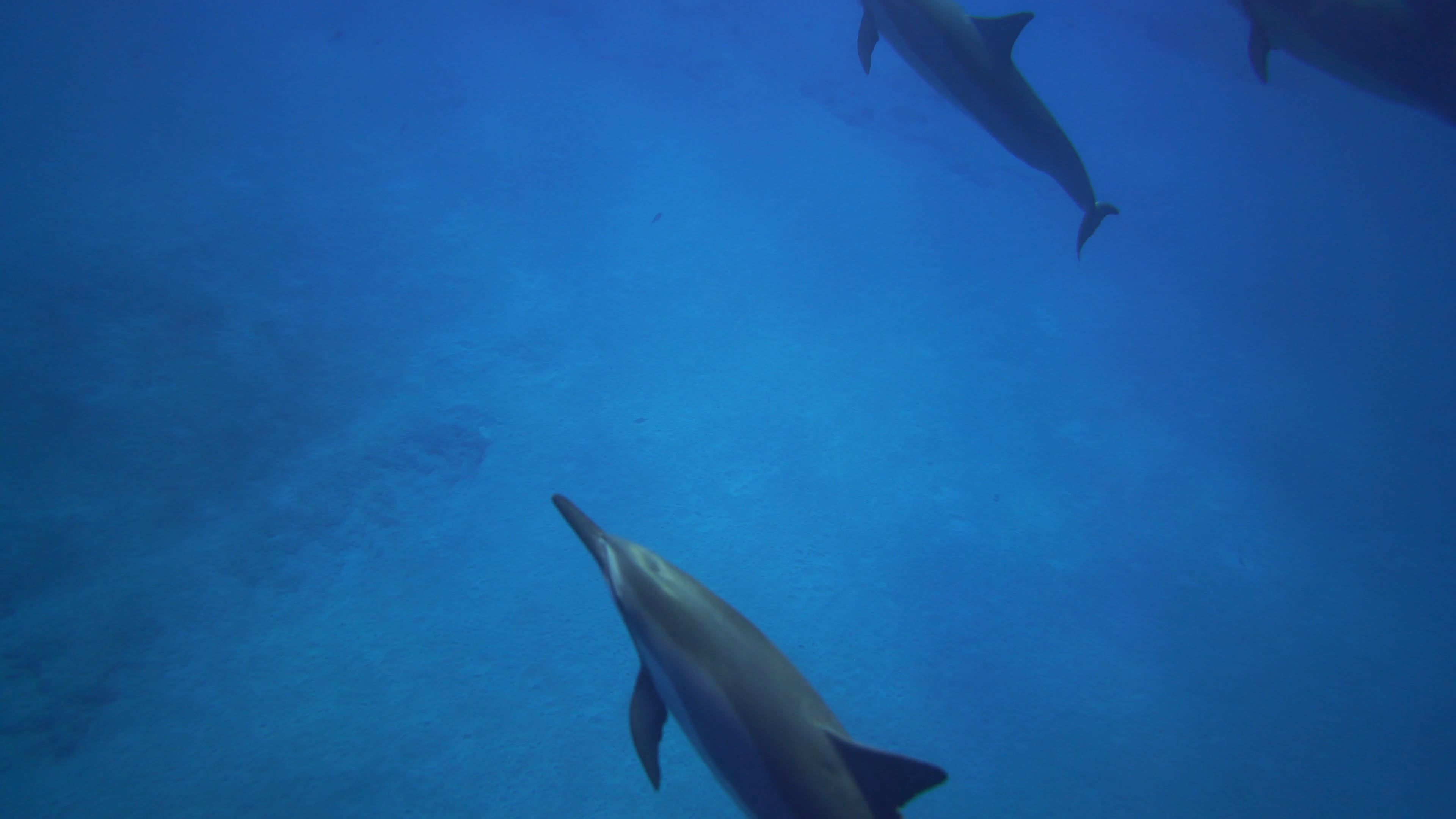 Video of Dolphins Swimming · Free Stock Video