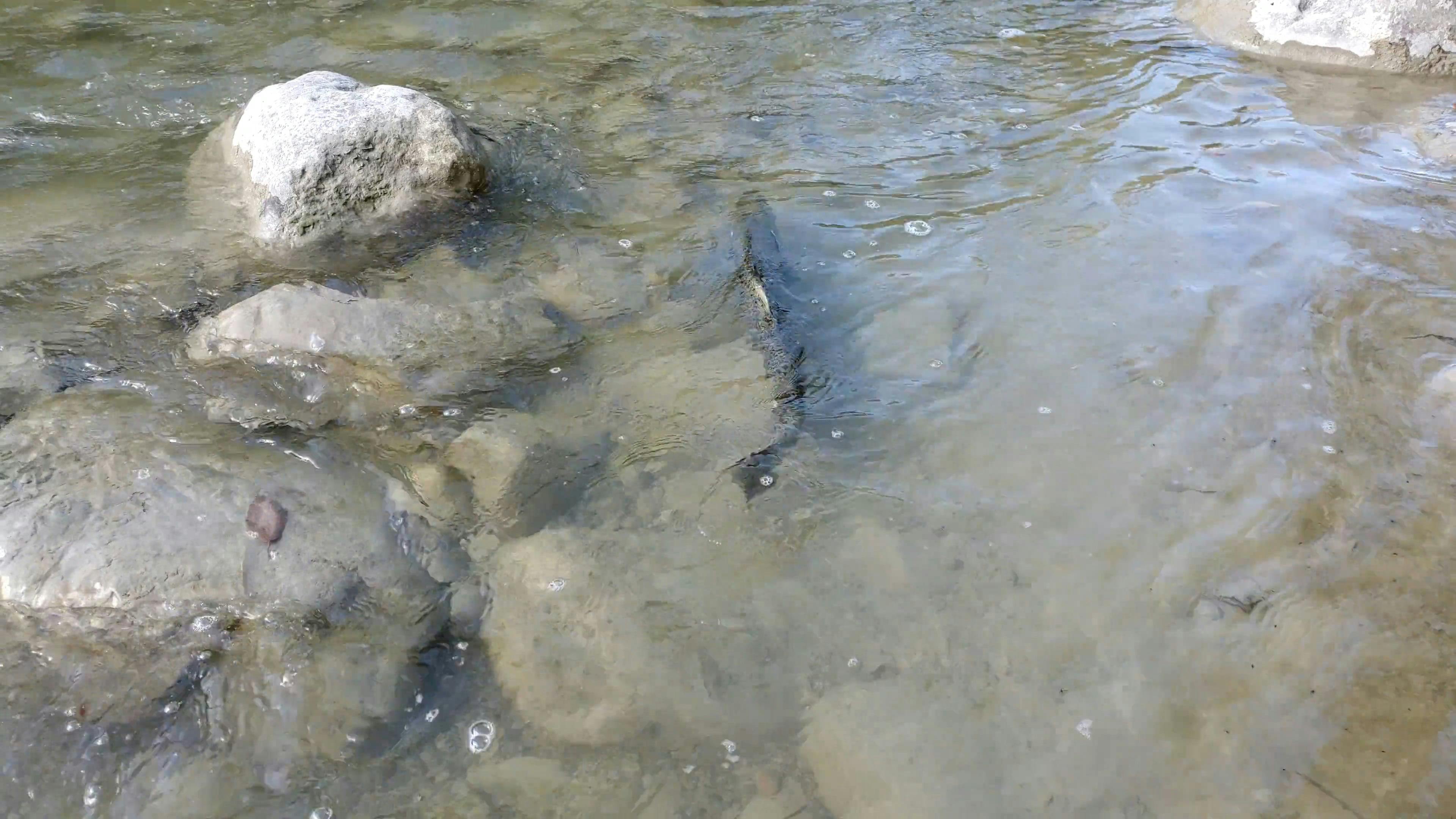 Fish Going Against the Flow of a River Free Stock Video Footage ...