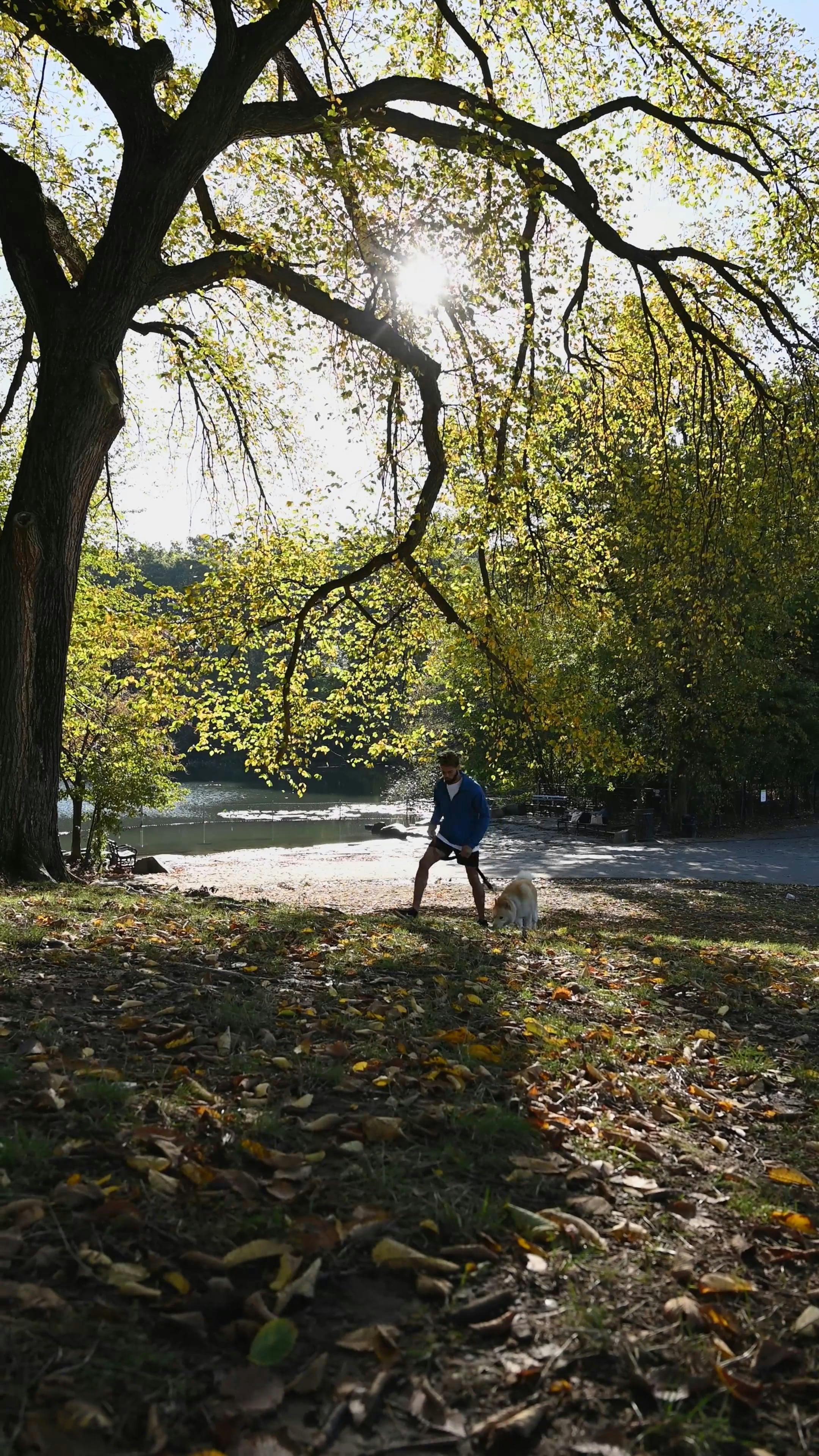 Sunny Day Dog Walk Videos, Download The BEST Free 4k Stock Video ...