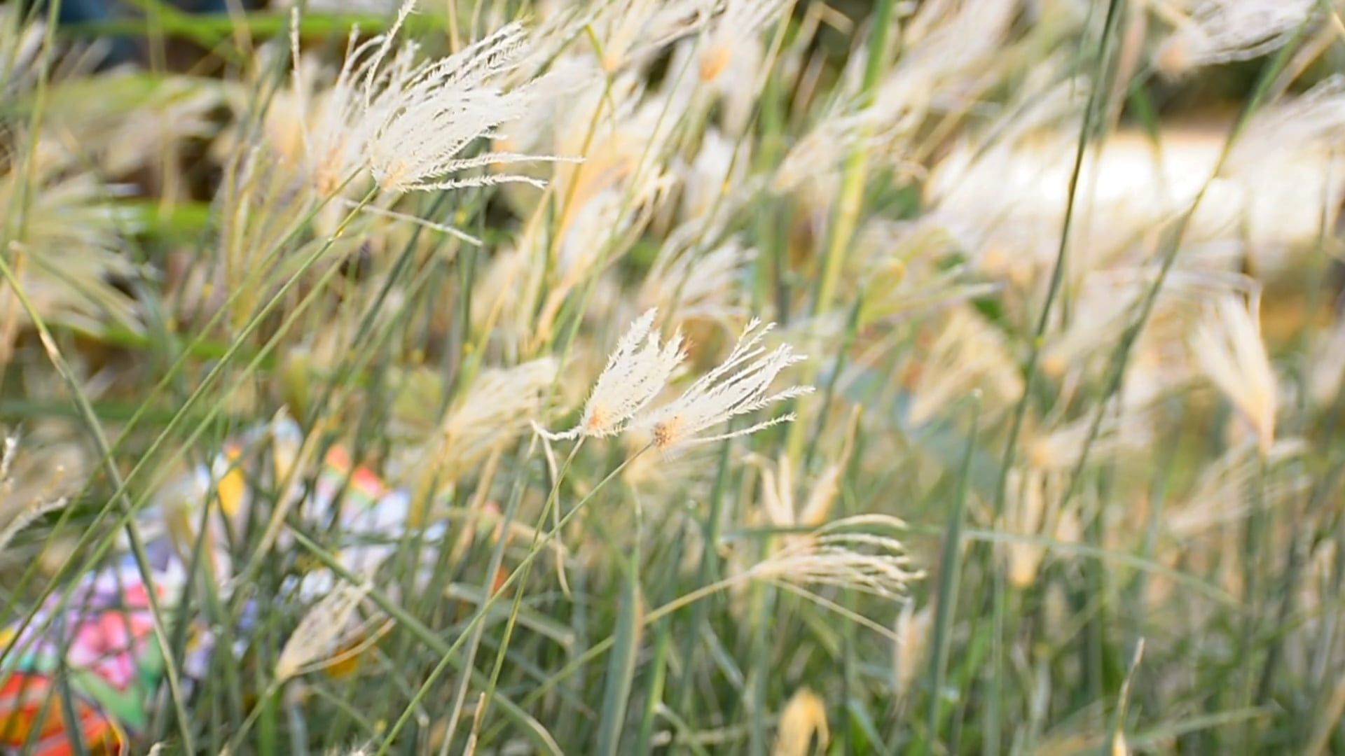 Flowers Swaying in the Breeze Free Stock Video Footage, Royalty-Free 4K ...