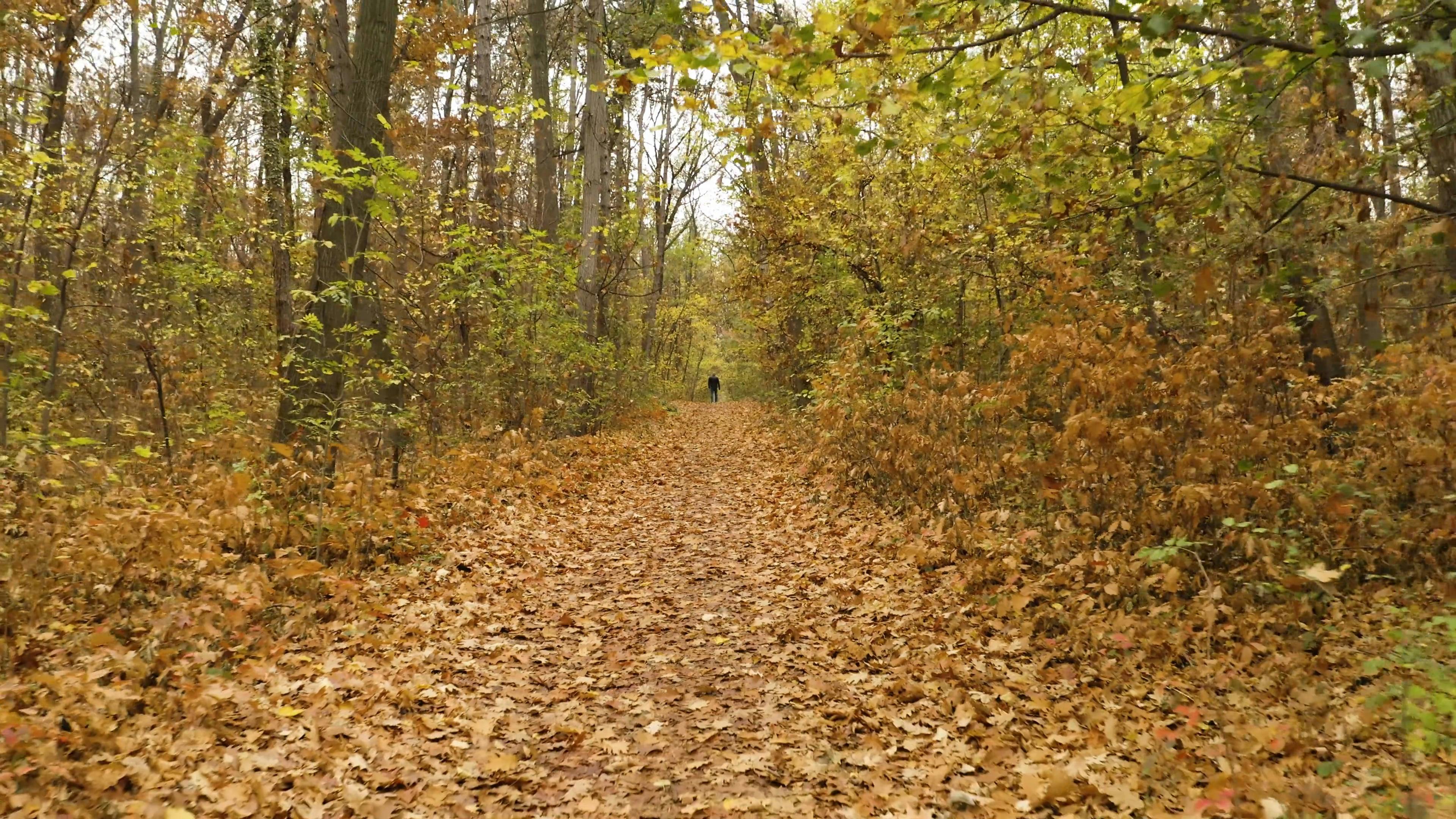 Forest in Autumn Free Stock Video Footage, Royalty-Free 4K & HD Video Clip