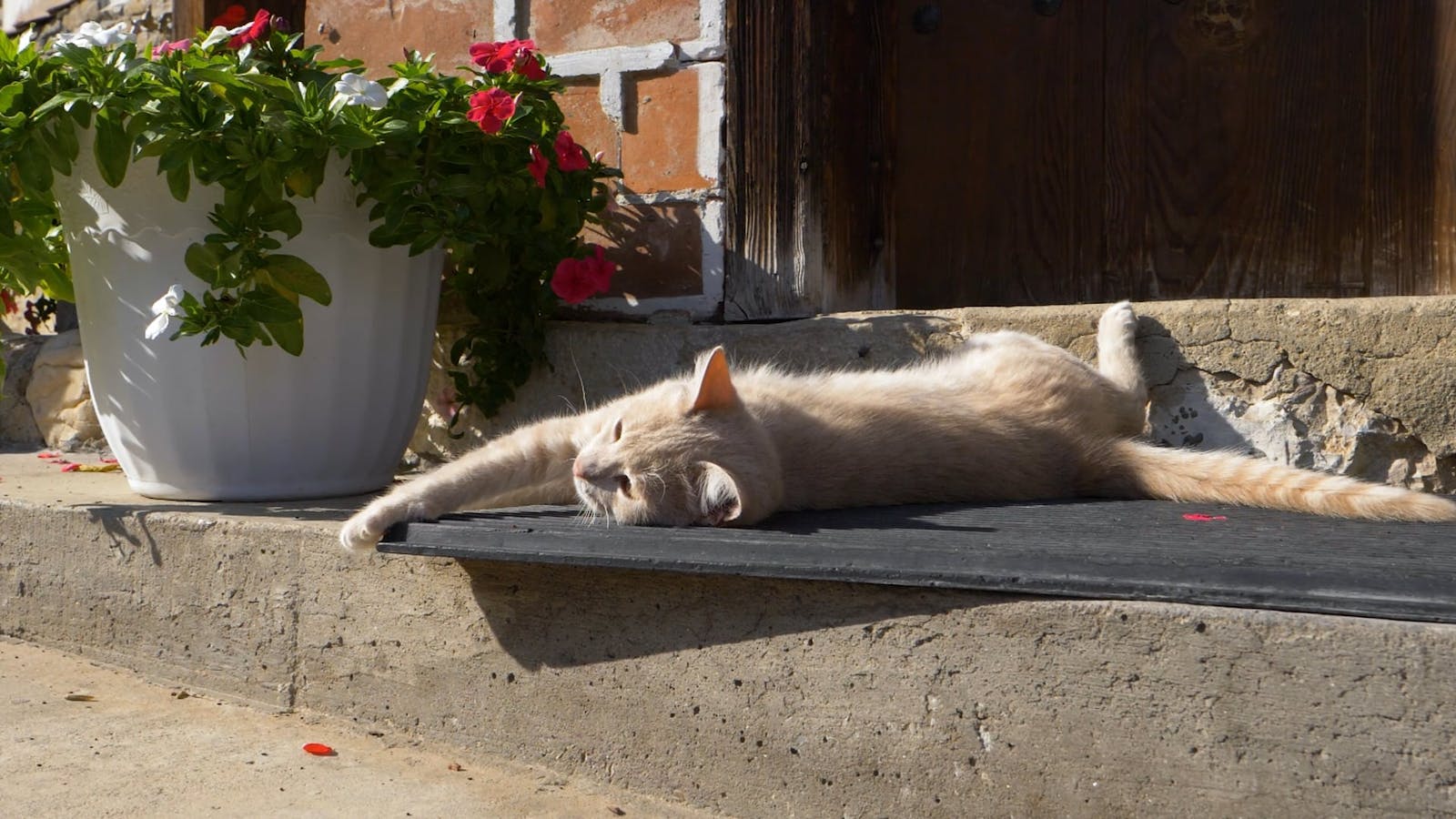 Cat Videos, Download Free 4k Stock Video Footage & Cat HD Video Clips