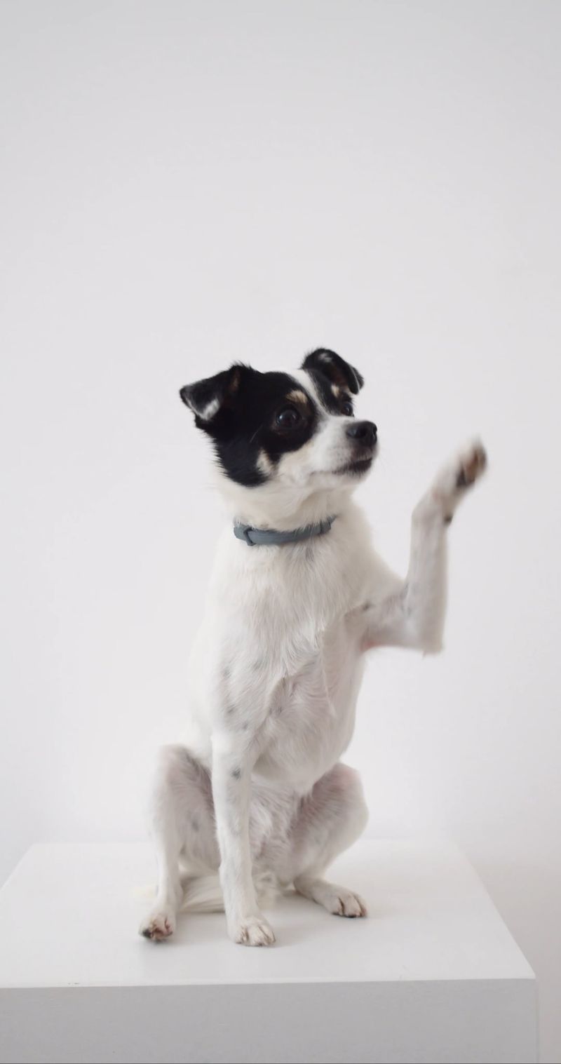 Dog Training Videos, Download The BEST Free 4k Stock Video Footage ...
