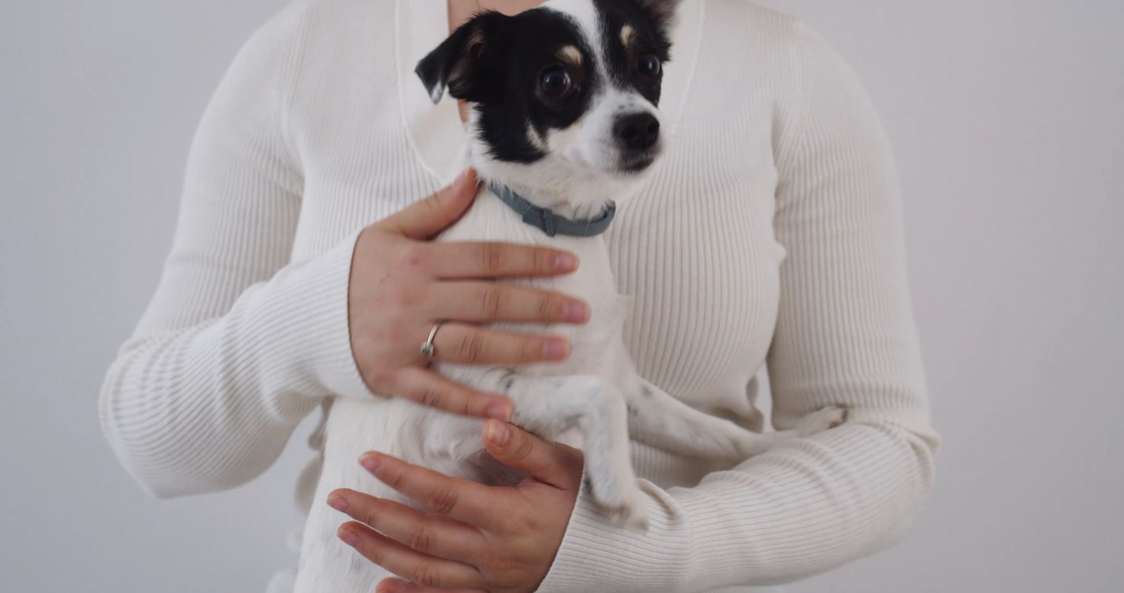 Cute Dog Videos, Download The BEST Free 4k Stock Video Footage & Cute ...