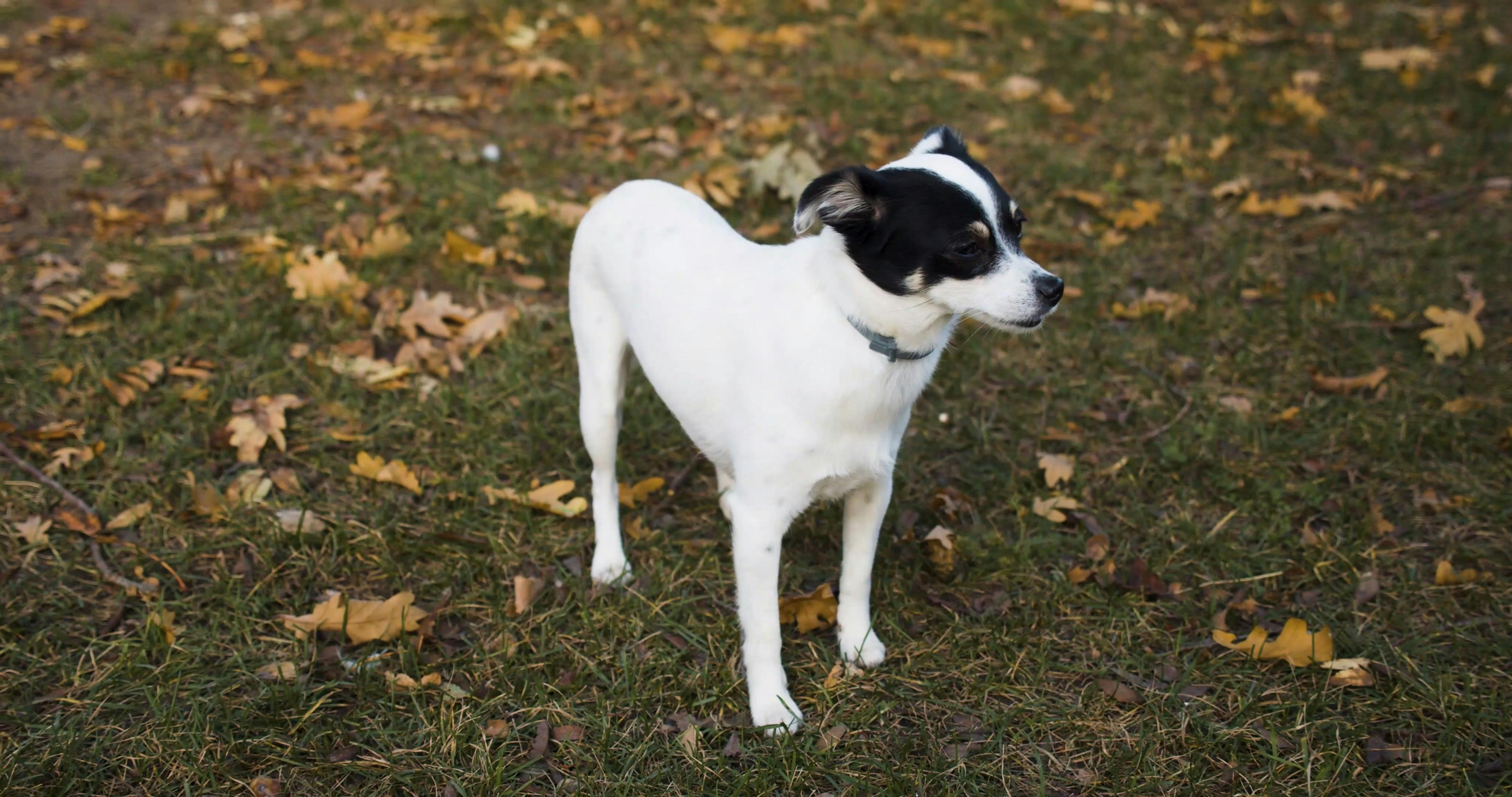 Dogs Digging Free Stock Video Footage, Royalty-Free 4K & HD Video Clip