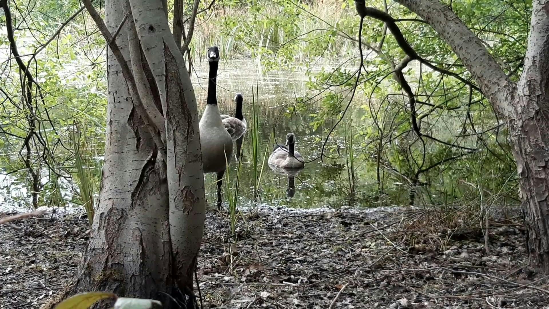 Goose in the Nature Free Stock Video Footage, Royalty-Free 4K & HD ...