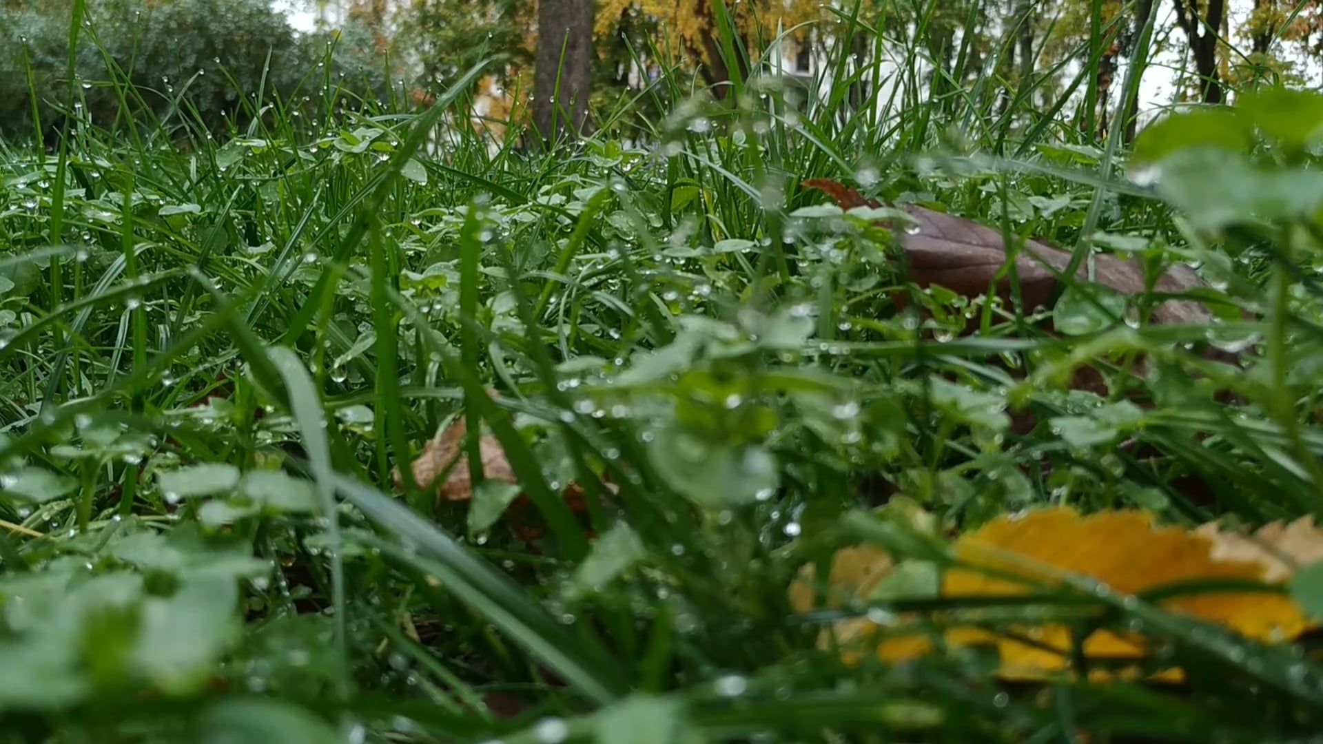 Close-Up Video of Wet Grass · Free Stock Video