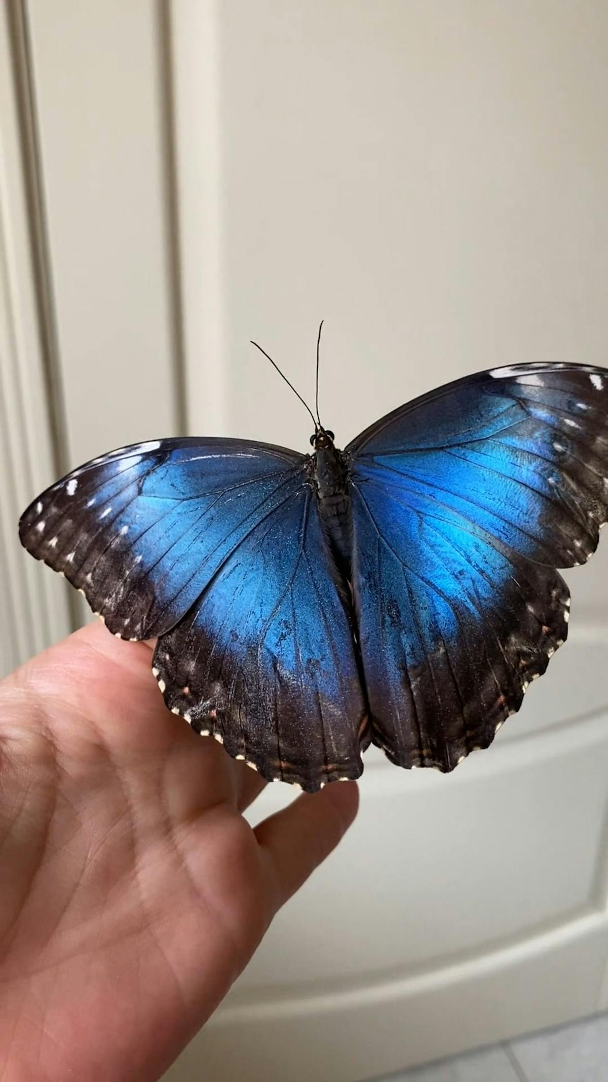 Blue Butterfly Videos, Download The BEST Free 4k Stock Video Footage ...