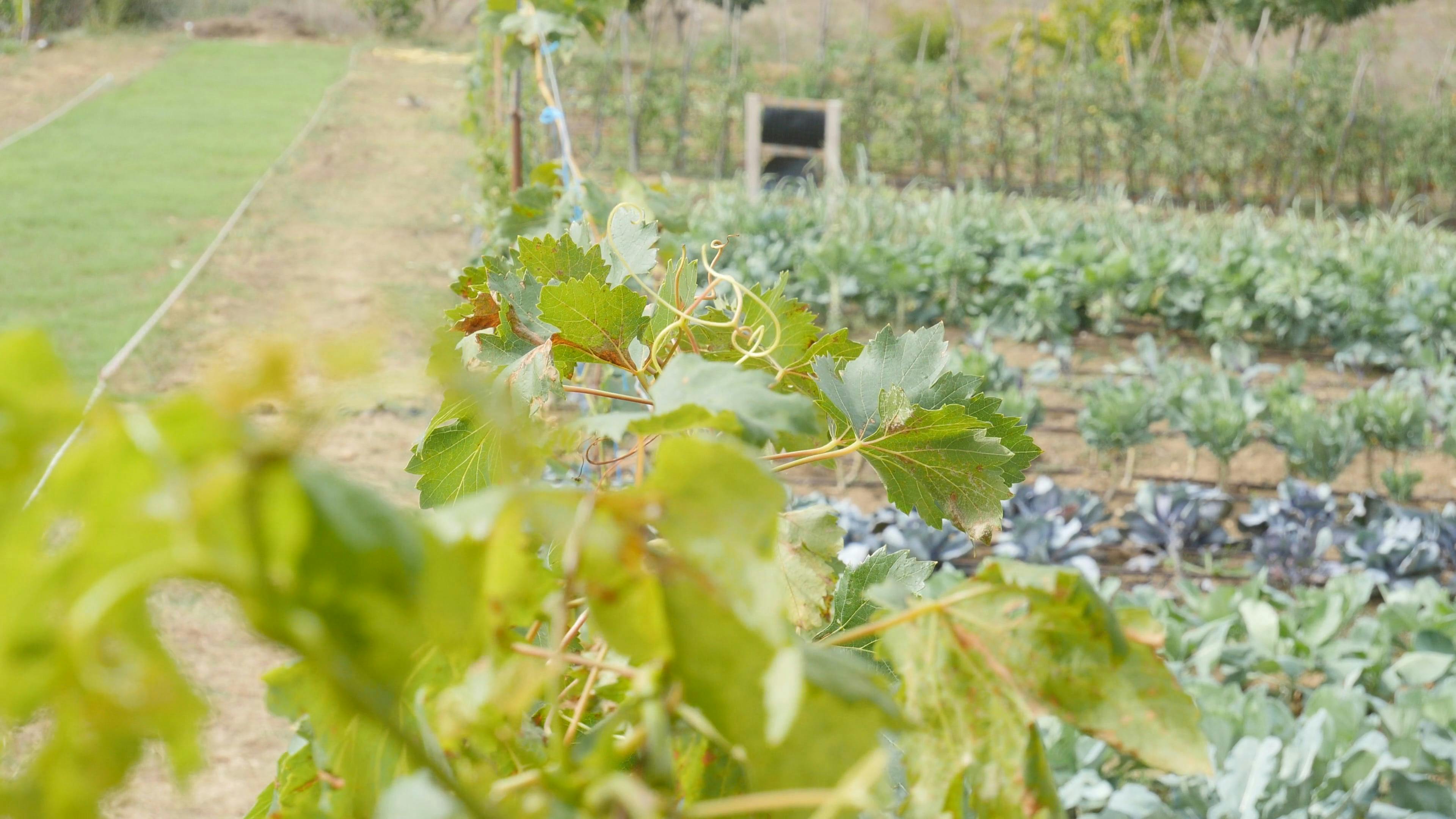 Close-Up Video of Garden Plants Free Stock Video Footage, Royalty-Free ...