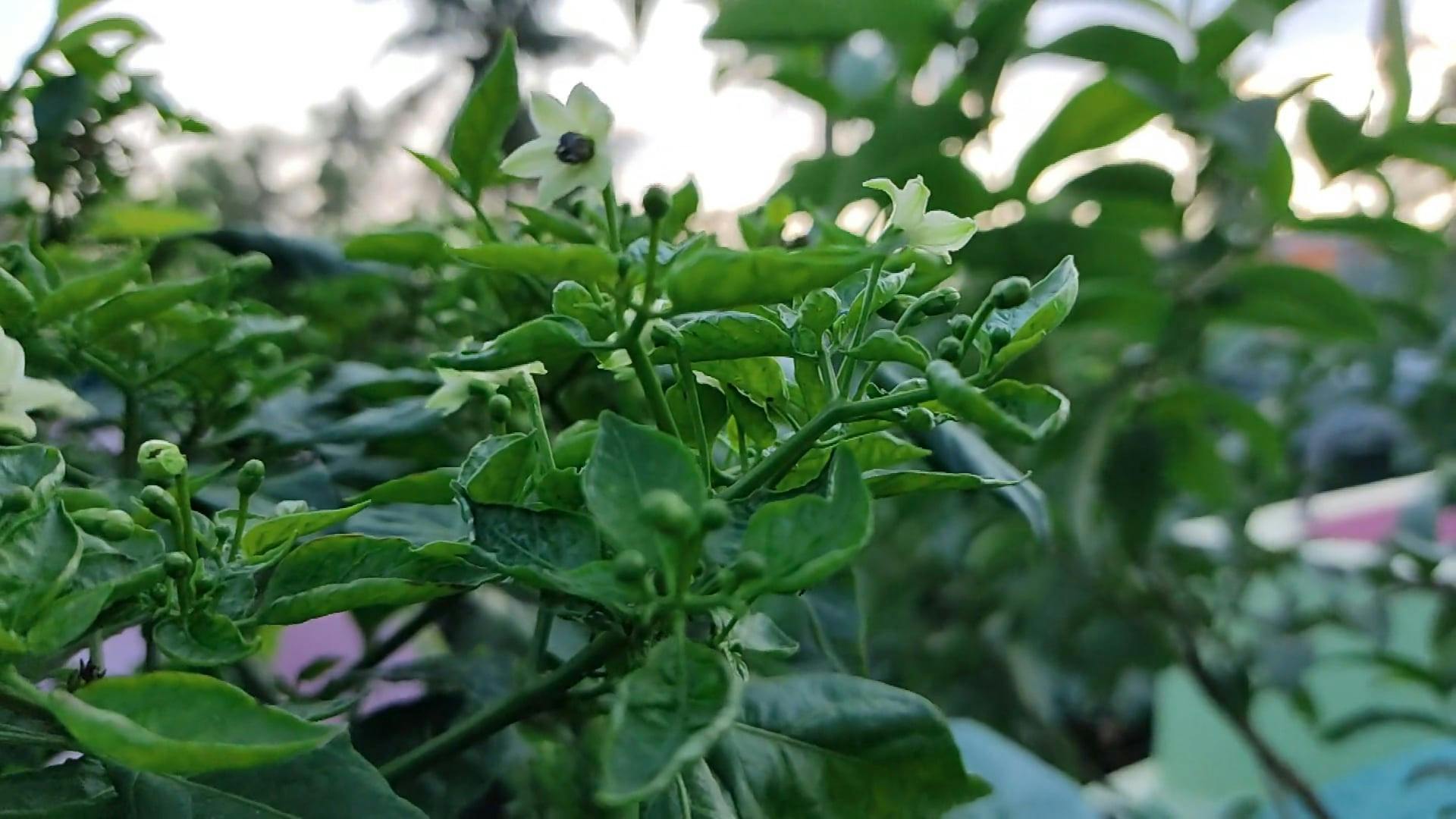 Akash Barua – Fotografia