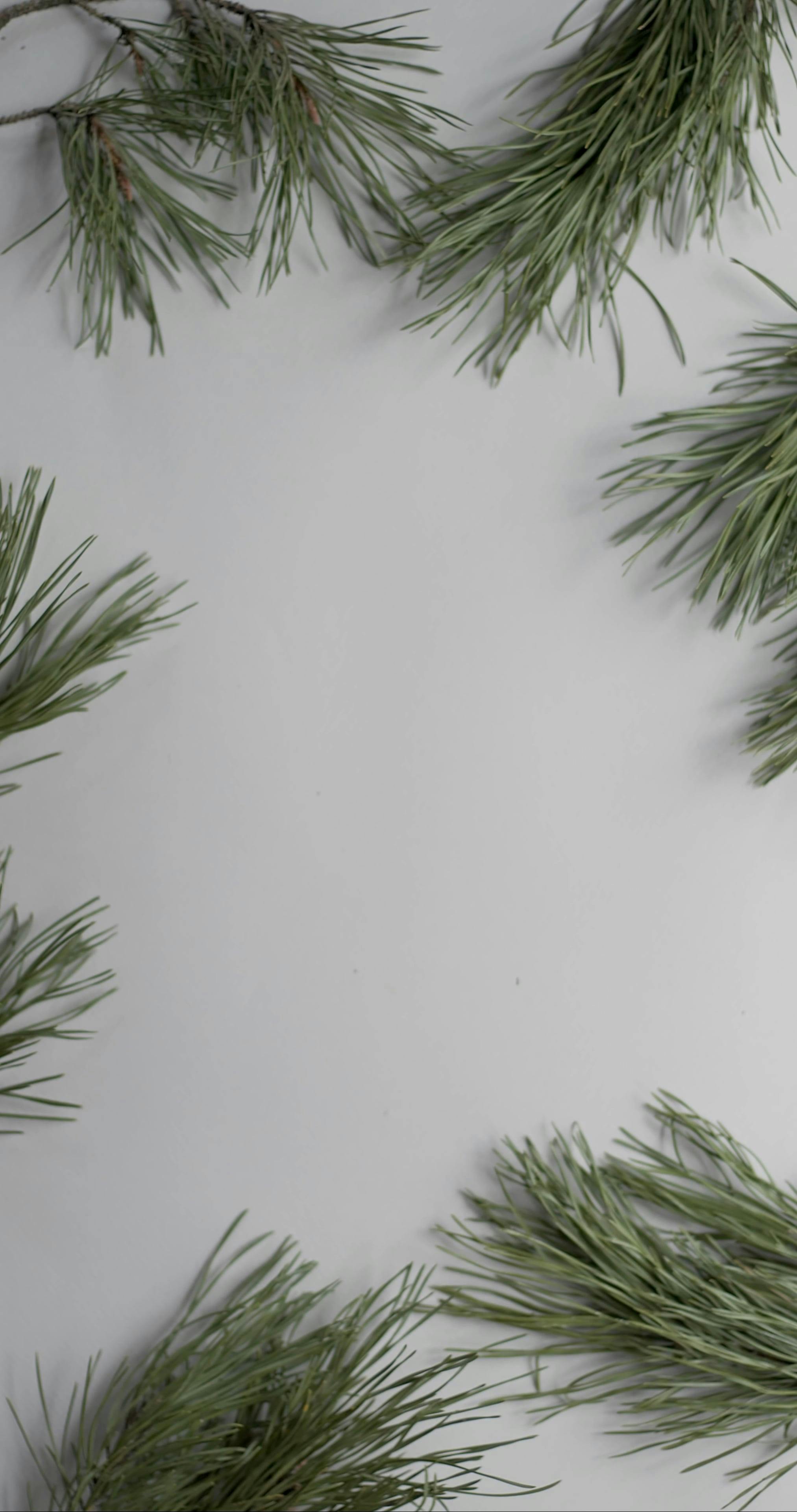 Forest Theme Videos, Download The BEST Free 4k Stock Video Footage ...