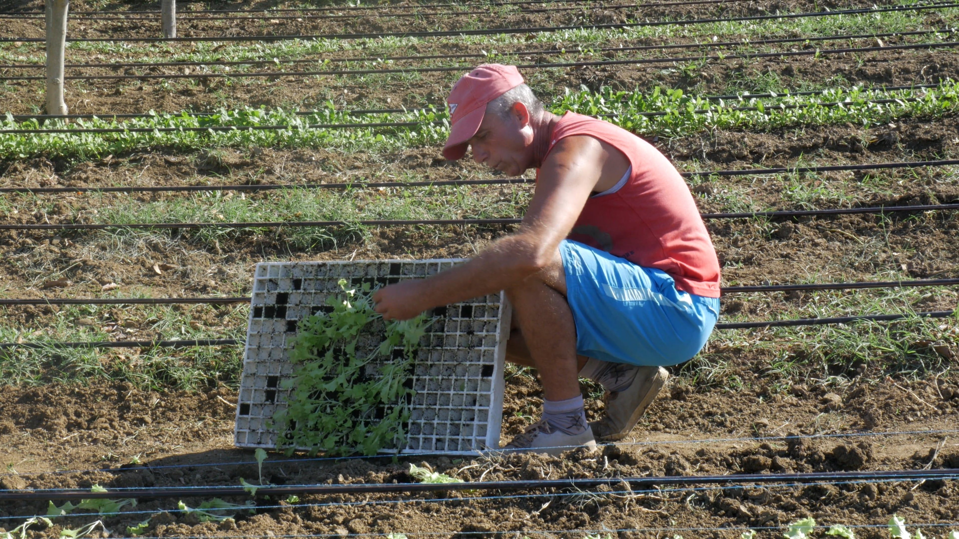 A Man Gardening Free Stock Video Footage, Royalty-Free 4K & HD Video Clip